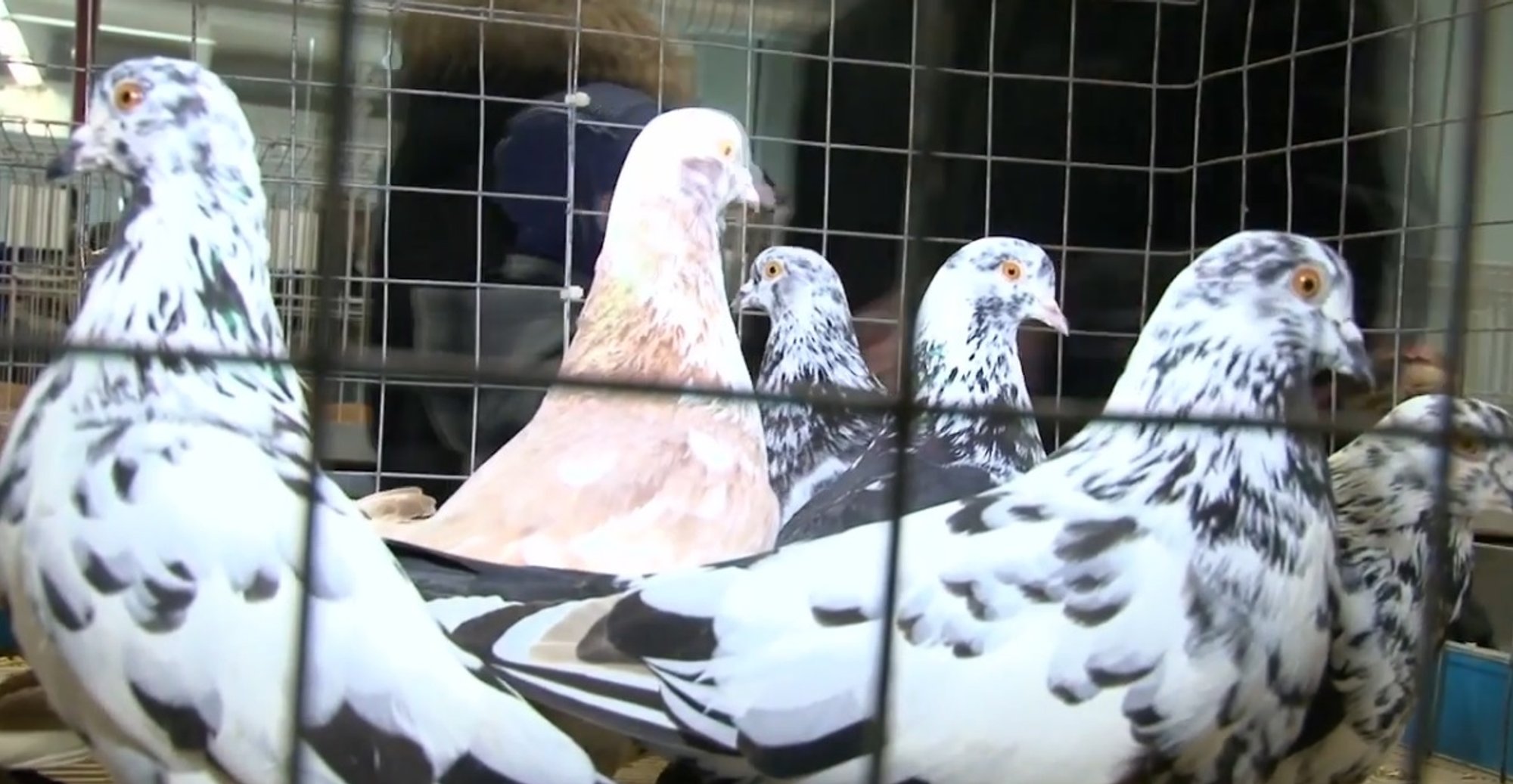 Į Šiaulius atvežti gražiausi Lietuvos balandžiai: kuris įspūdingiausias ...