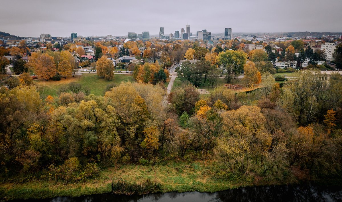 Sostinėje toliau naikinami invaziniai uosialapiai klevai - Delfi grynas