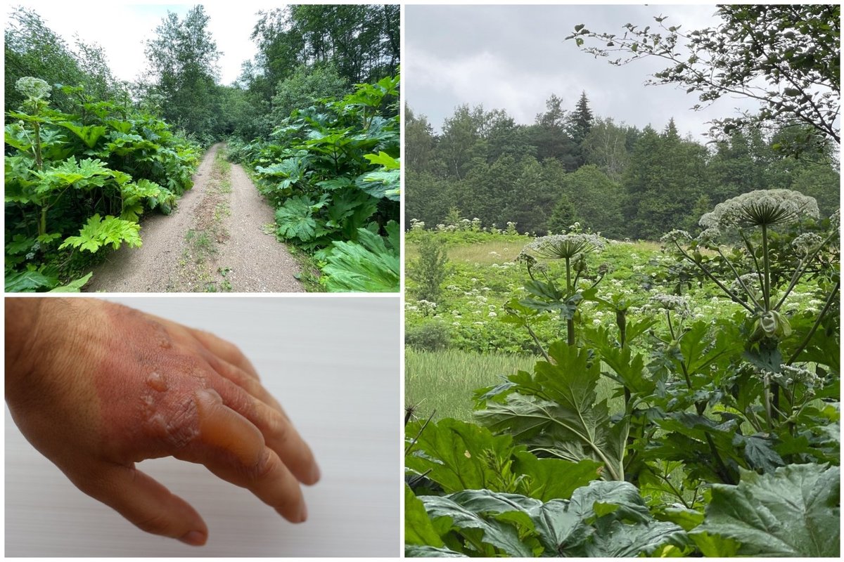 Liepą – vieno pavojingiausių augalų Lietuvoje žydėjimo metas: kartais ...
