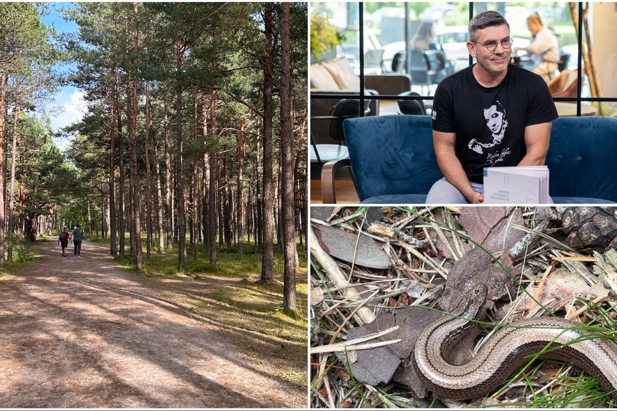 Gluodenas Palangoje: ar pavojingas? - Delfi vasara