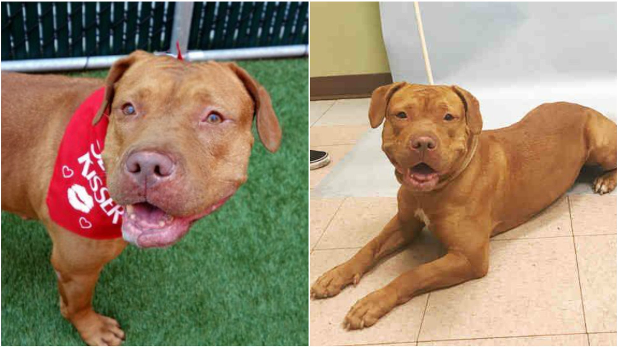 Atstumta kalytė prarado gyvenimo džiaugsmą: laimei, ją pastebėjo geras ...