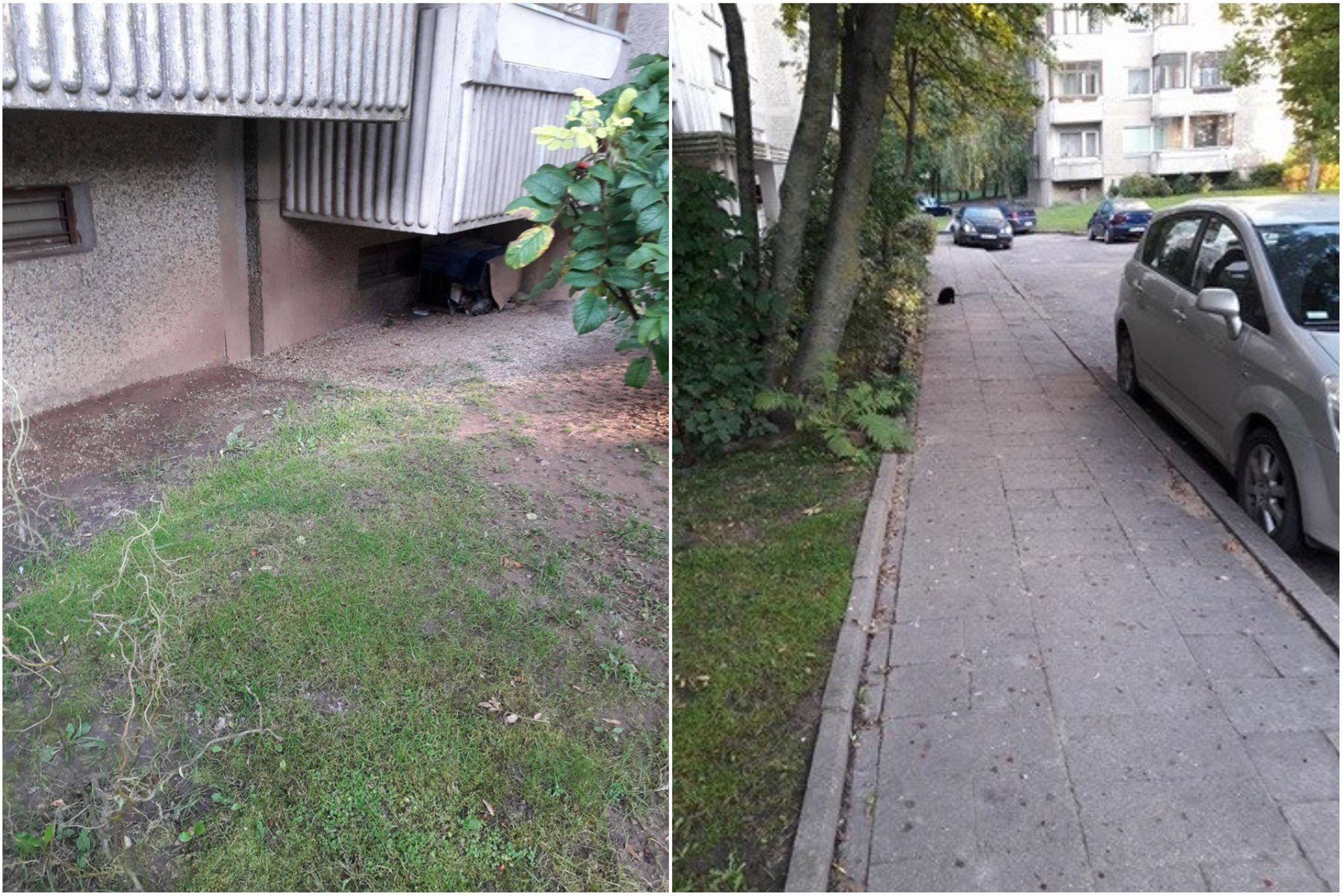 Užvirė karas dėl benamių kačių: kiemas virto kiaulide - Letena.lt