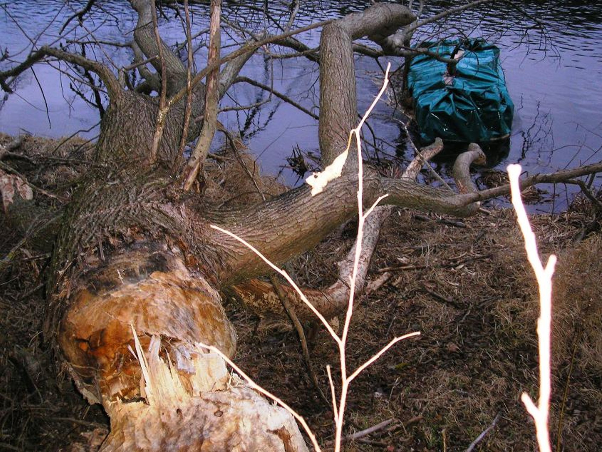 Bebrai padėjo Nemune sulaikyti kontrabandinių cigarečių krovinį - Delfi