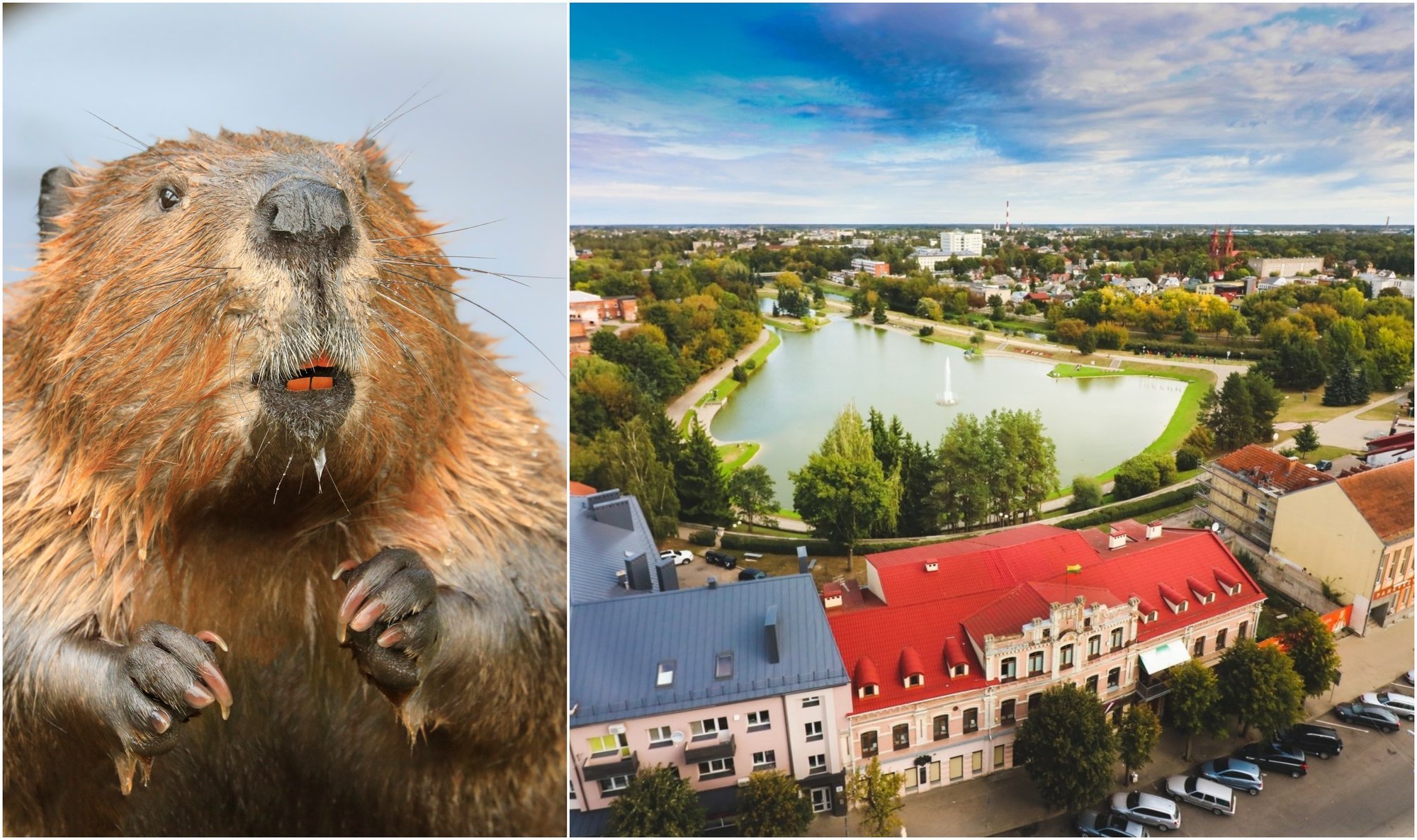 Panevėžyje ima karaliauti bebrai: veržiasi net į miesto centrą - Delfi ...
