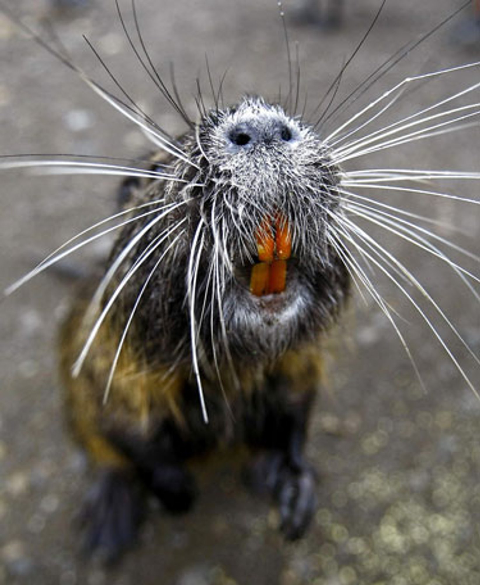 Bebrų puolimą nesunku atremti - Delfi mokslas