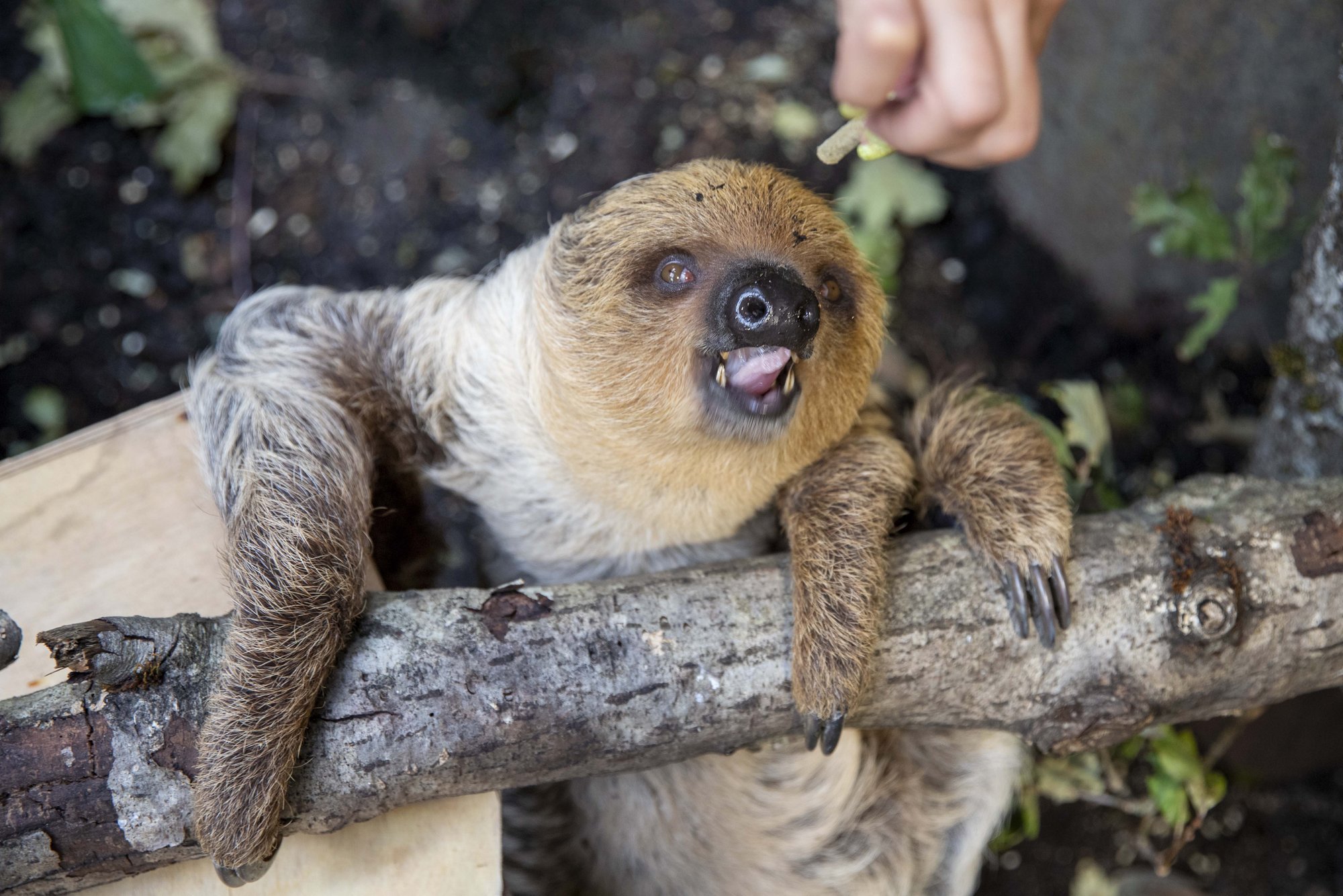 Lietuvos zoologijos sodo dvipirštis tinginys švenčia gimtadienį - Letena.lt