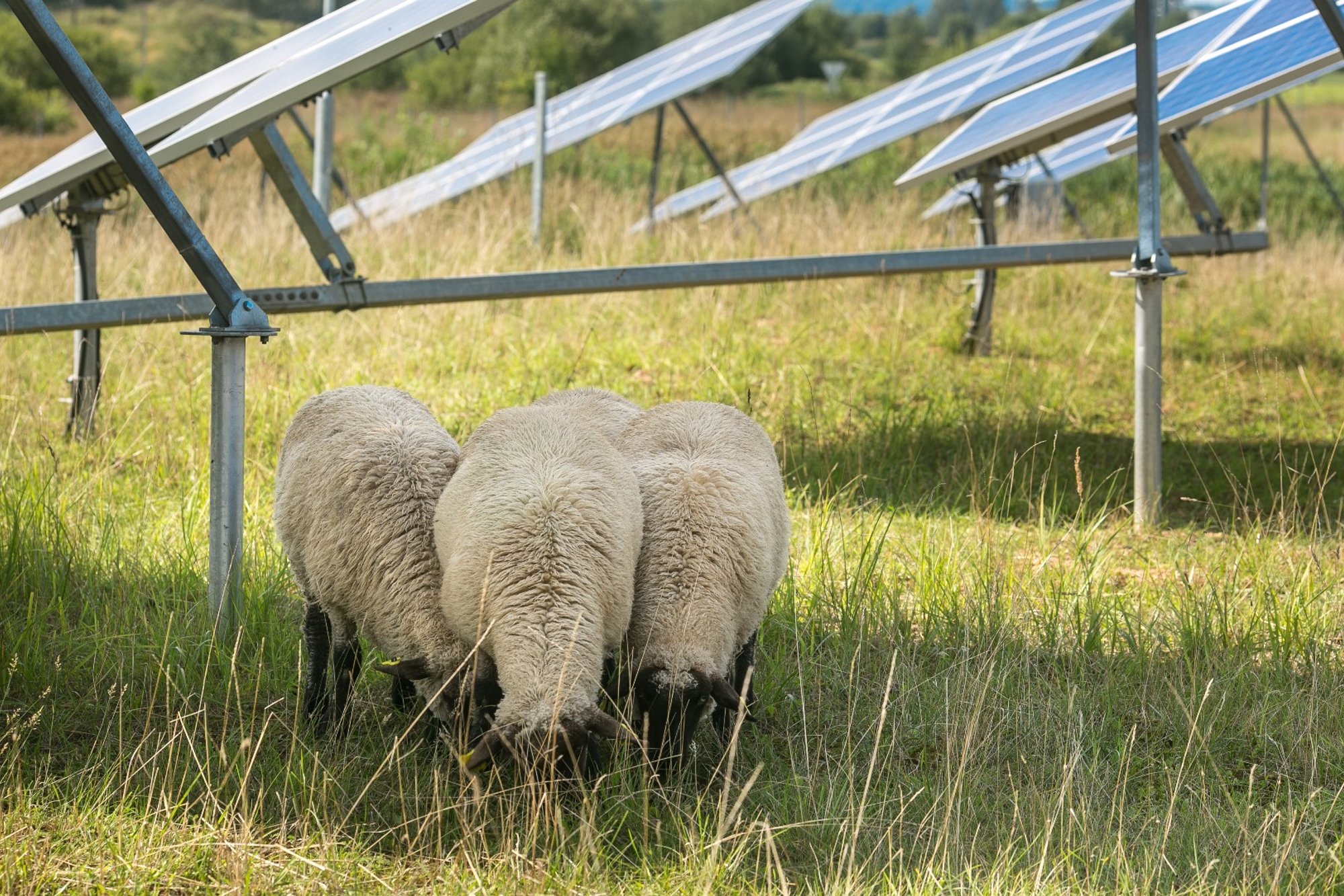 Kaip Lietuvoje avys prisideda prie elektros gamybos - Delfi agro