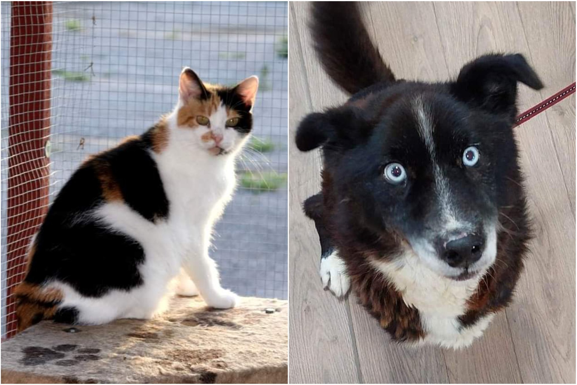 Liūdnas likimas Bondą ir Atiką nubloškė į prieglaudą: jie nemylimi dėl ...