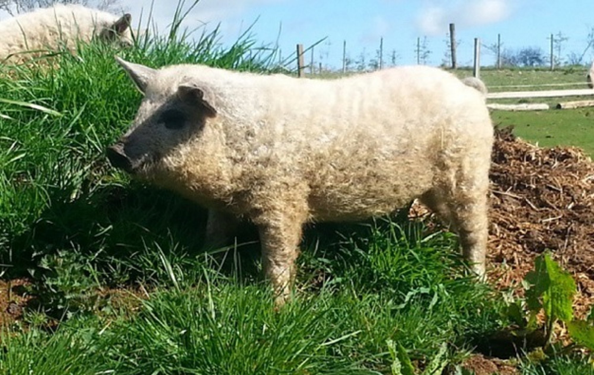 Pamatęs neatskirtum: tai – kiaulė ar avis - Delfi grynas