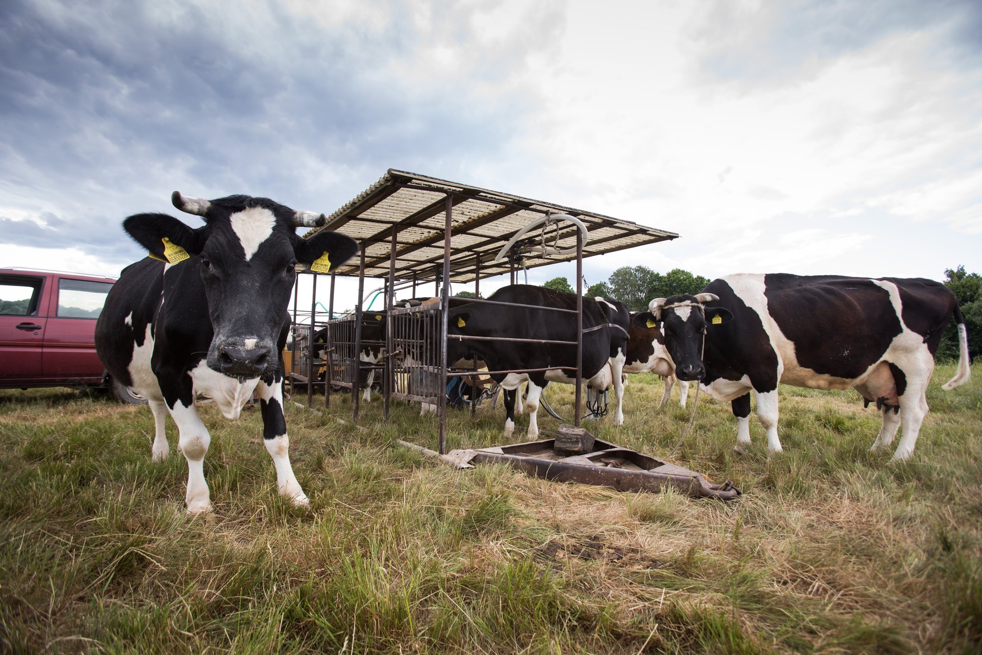 Kaip po rekordinių karščių atstatyti karvių sveikatą - Delfi agro