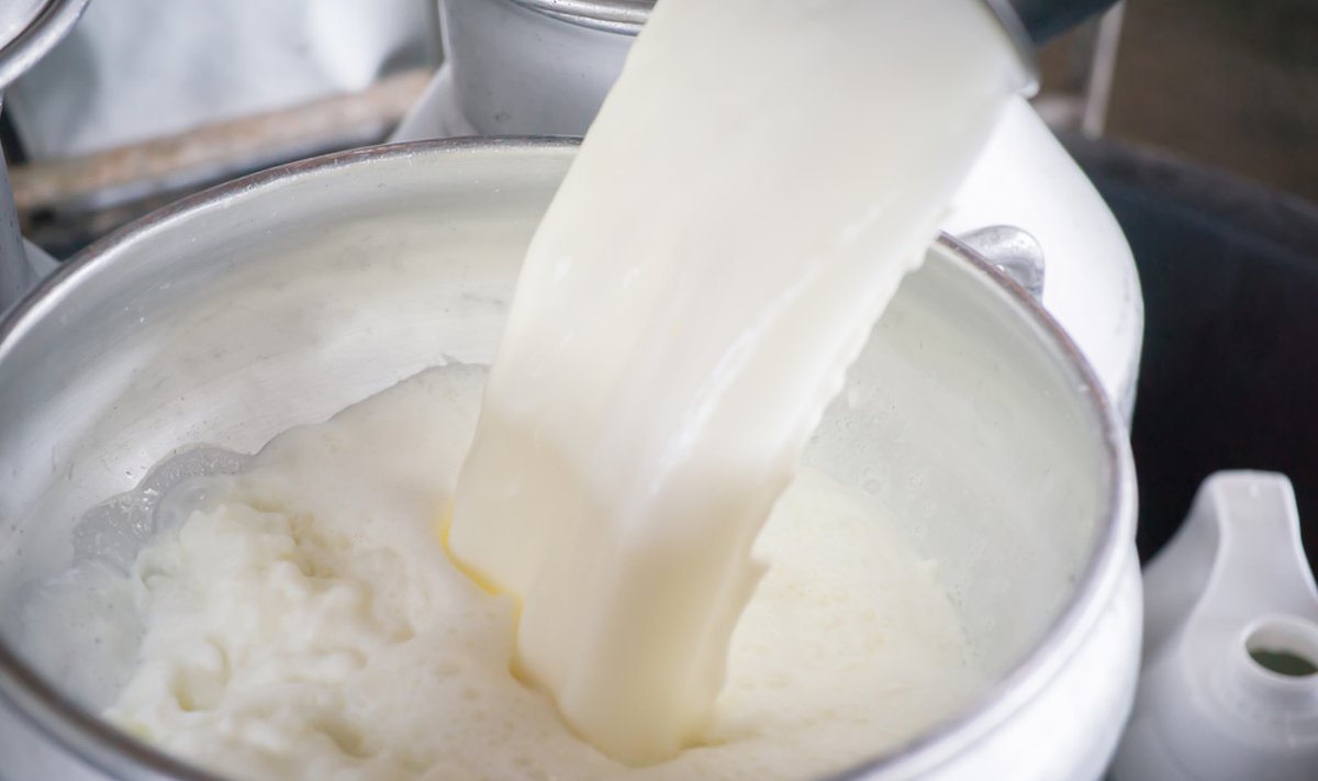 Pieno supirkimo kaina Lietuvoje per metus išaugo 17 proc. - Delfi agro