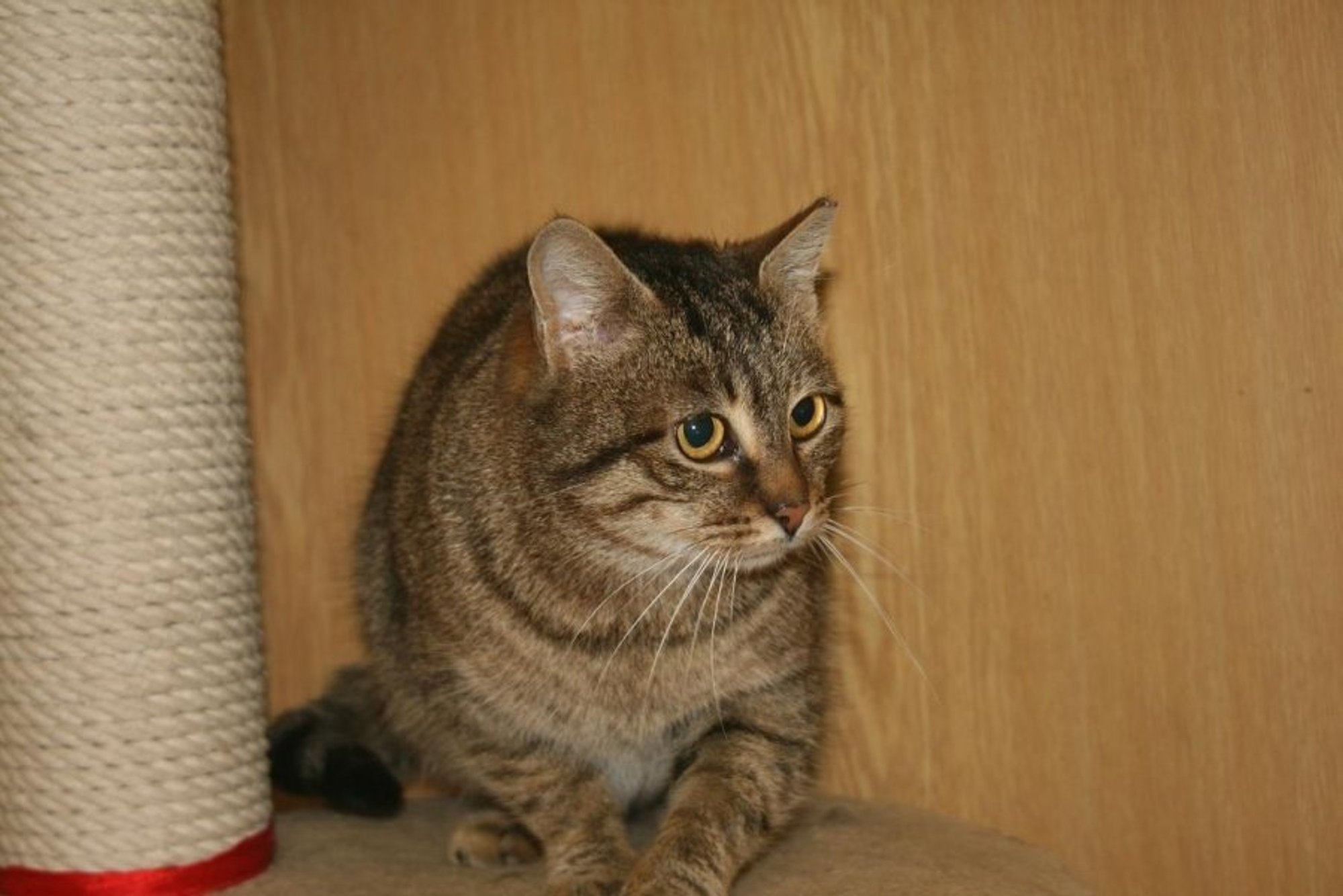 Freska – lietuviška rainė - Delfi kartu