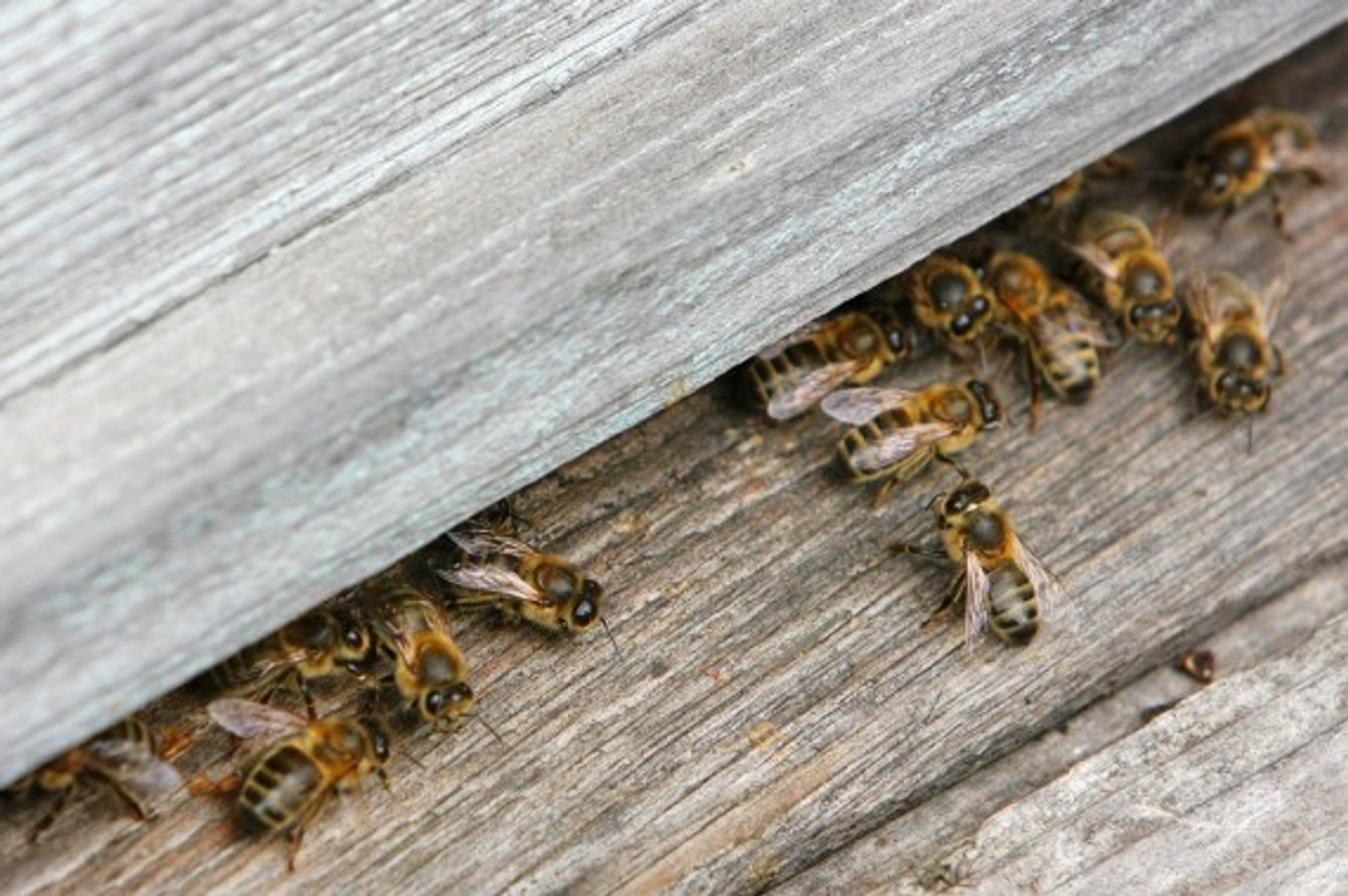 Kaip stiprinti bičių imunitetą? - Delfi agro
