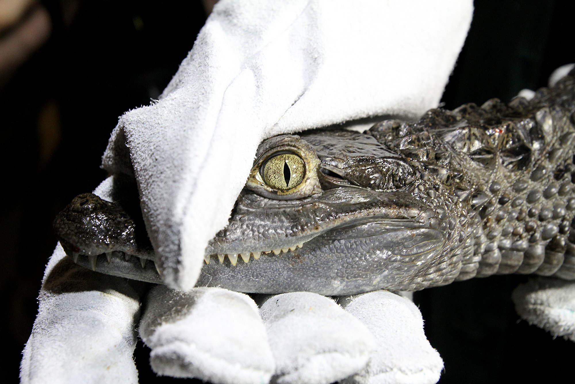 Lietuvos zoologijos sode apsigyveno piktas krokodilas Krokas - Delfi TV