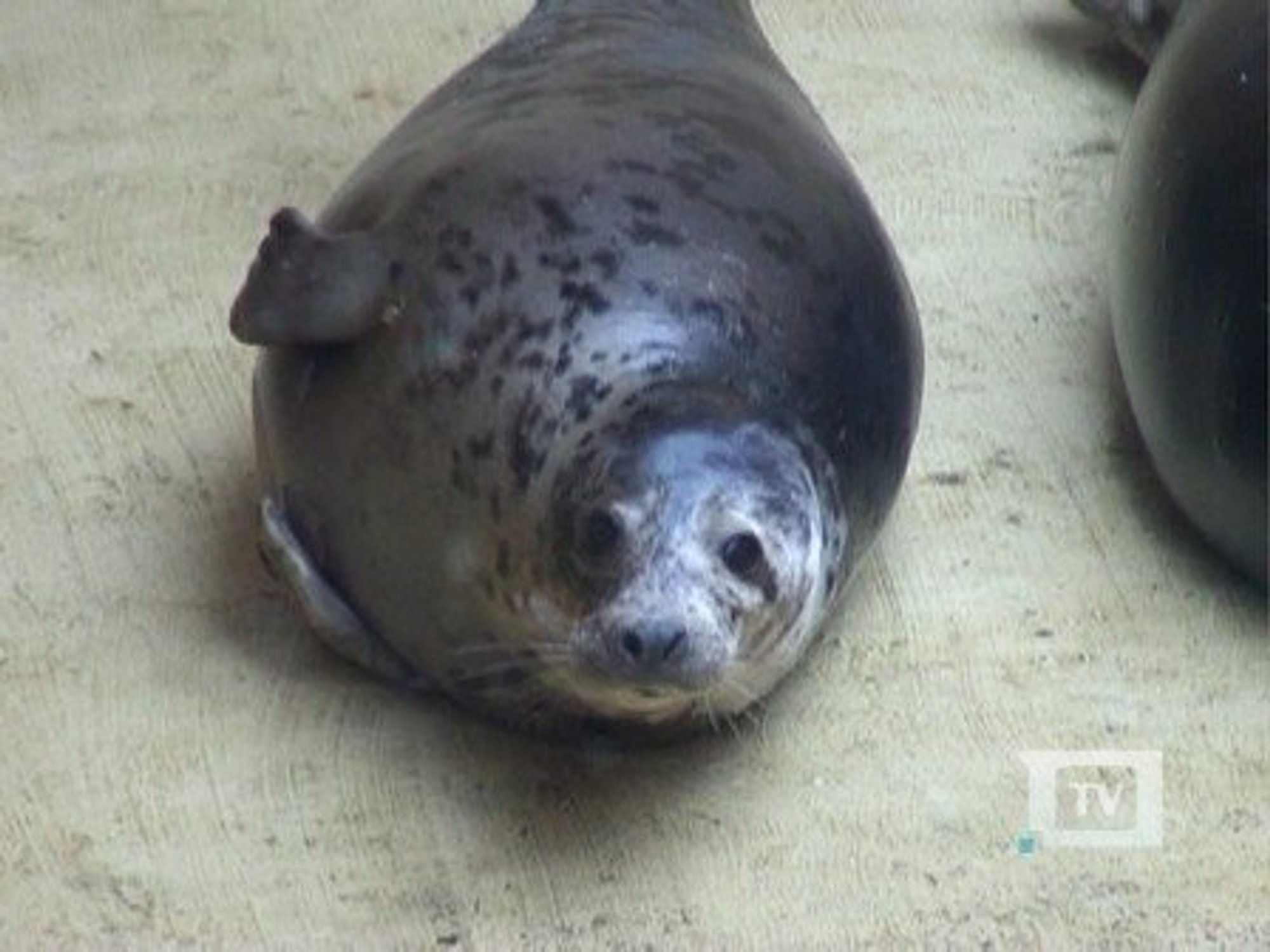 Trys Jūrų muziejaus ruoniai paleisti į Baltijos jūrą - Delfi TV