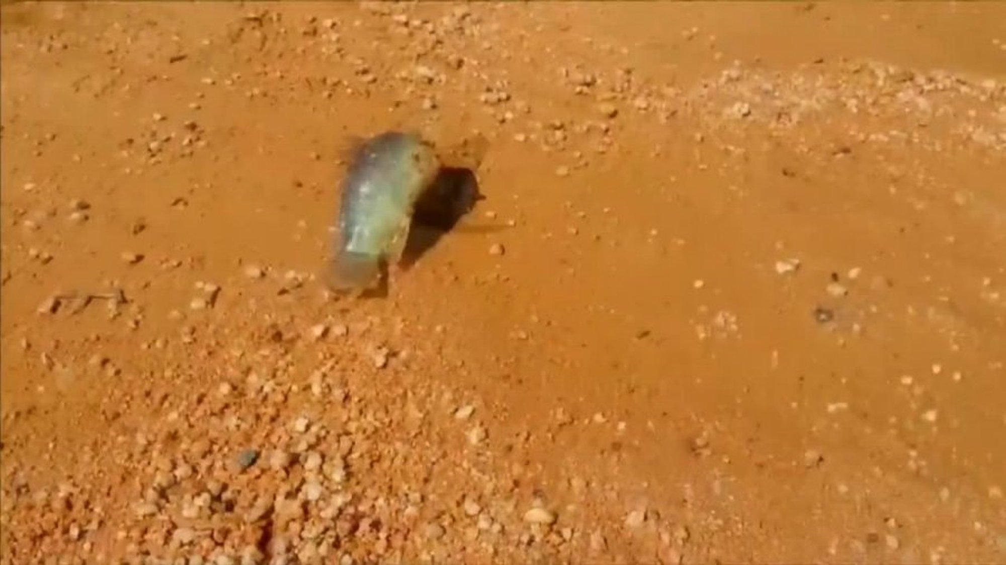 Australiją pasiekė sausumoje išgyventi galinti invazinė žuvis - Delfi TV