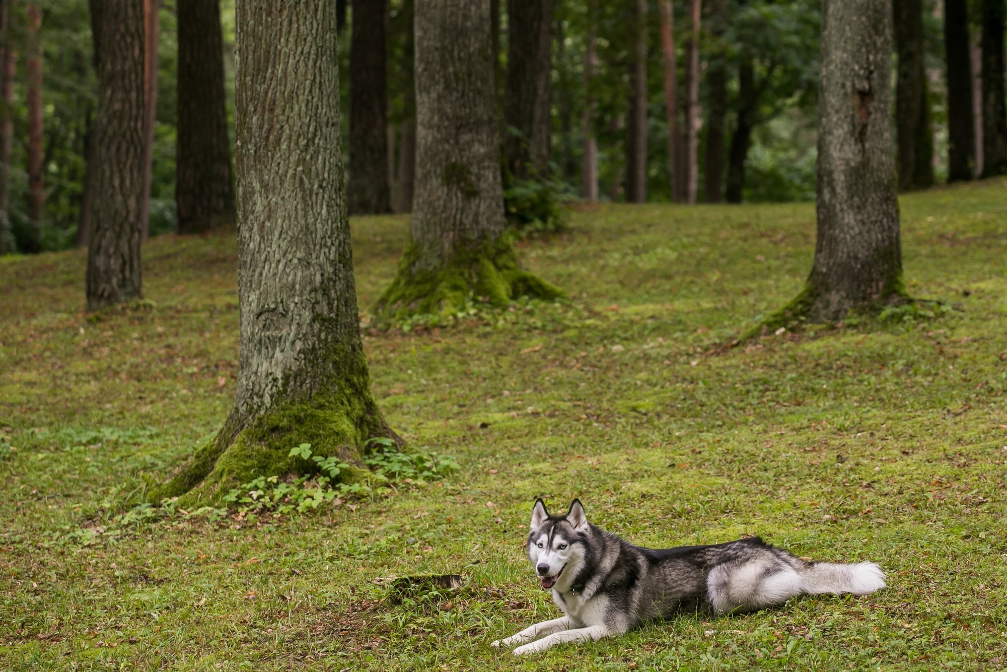 6 šunų veislės, kurių nereikėtų įsigyti pradedantiesiems - Letena.lt
