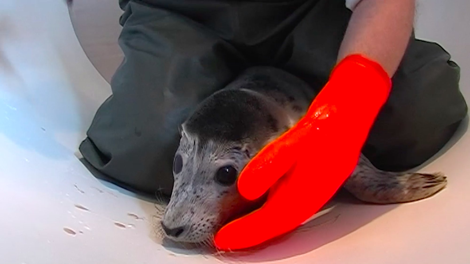 Spaudžia širdį: kasmet tokių ruoniukų Lietuvos pajūryje bus randama vis ...