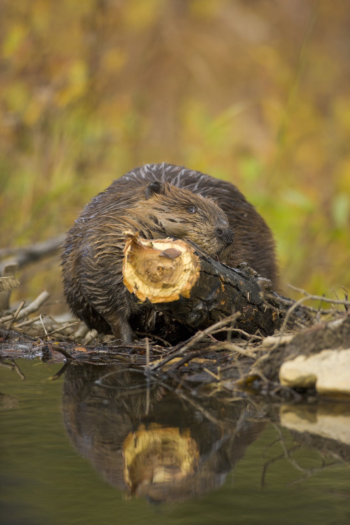Bebrai artinasi prie miestų - Delfi grynas
