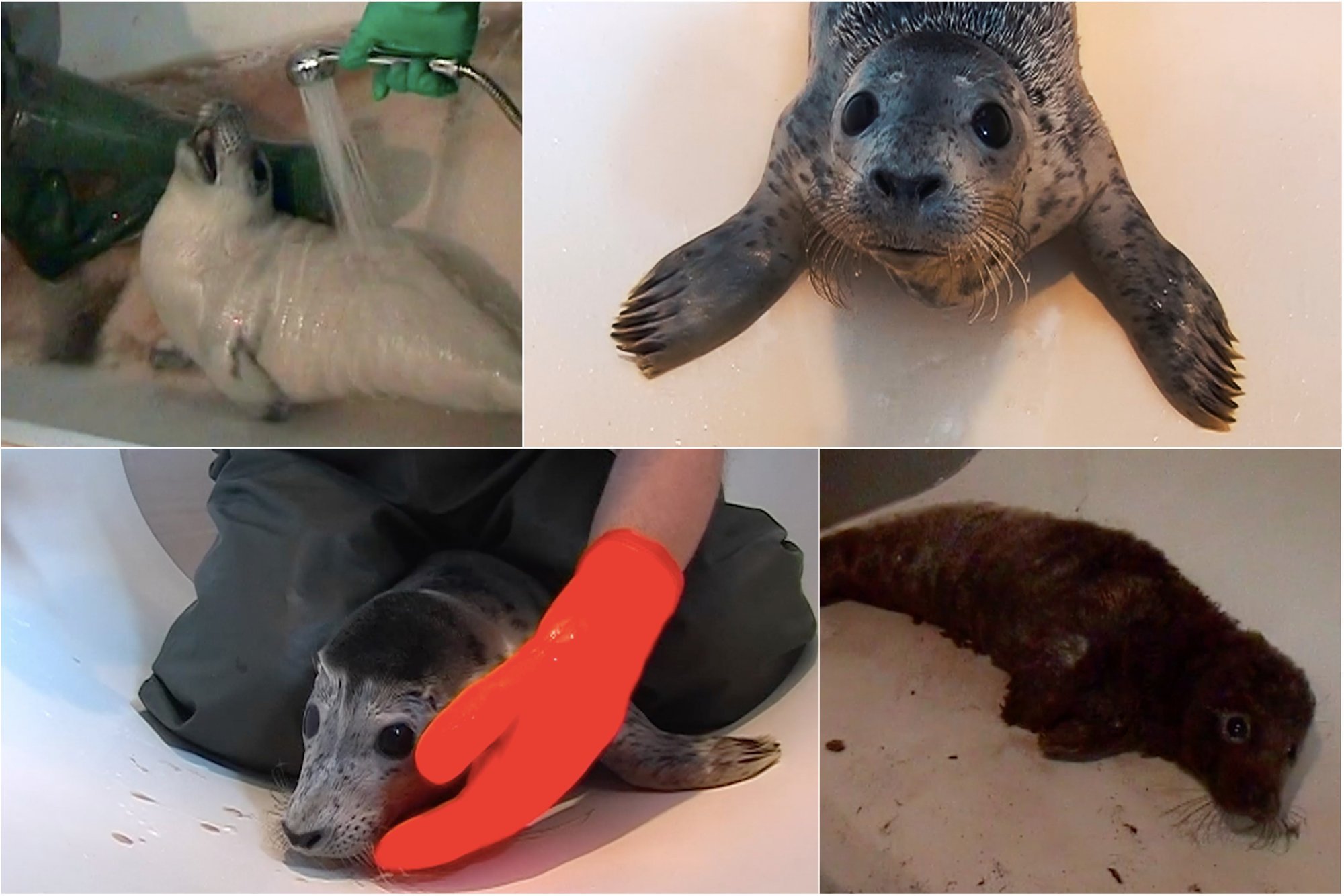 Spaudžia širdį: kasmet tokių ruoniukų Lietuvos pajūryje bus randama vis ...