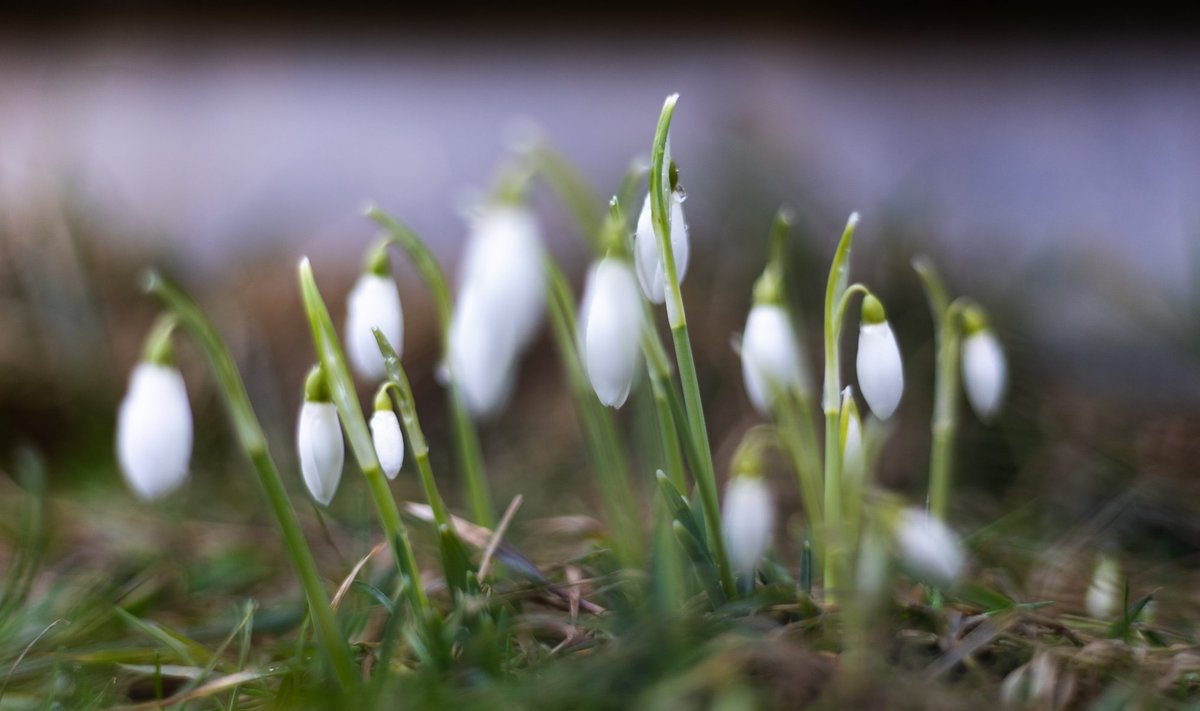 Paskutinę žiemos savaitę – pavasariška šiluma - Delfi