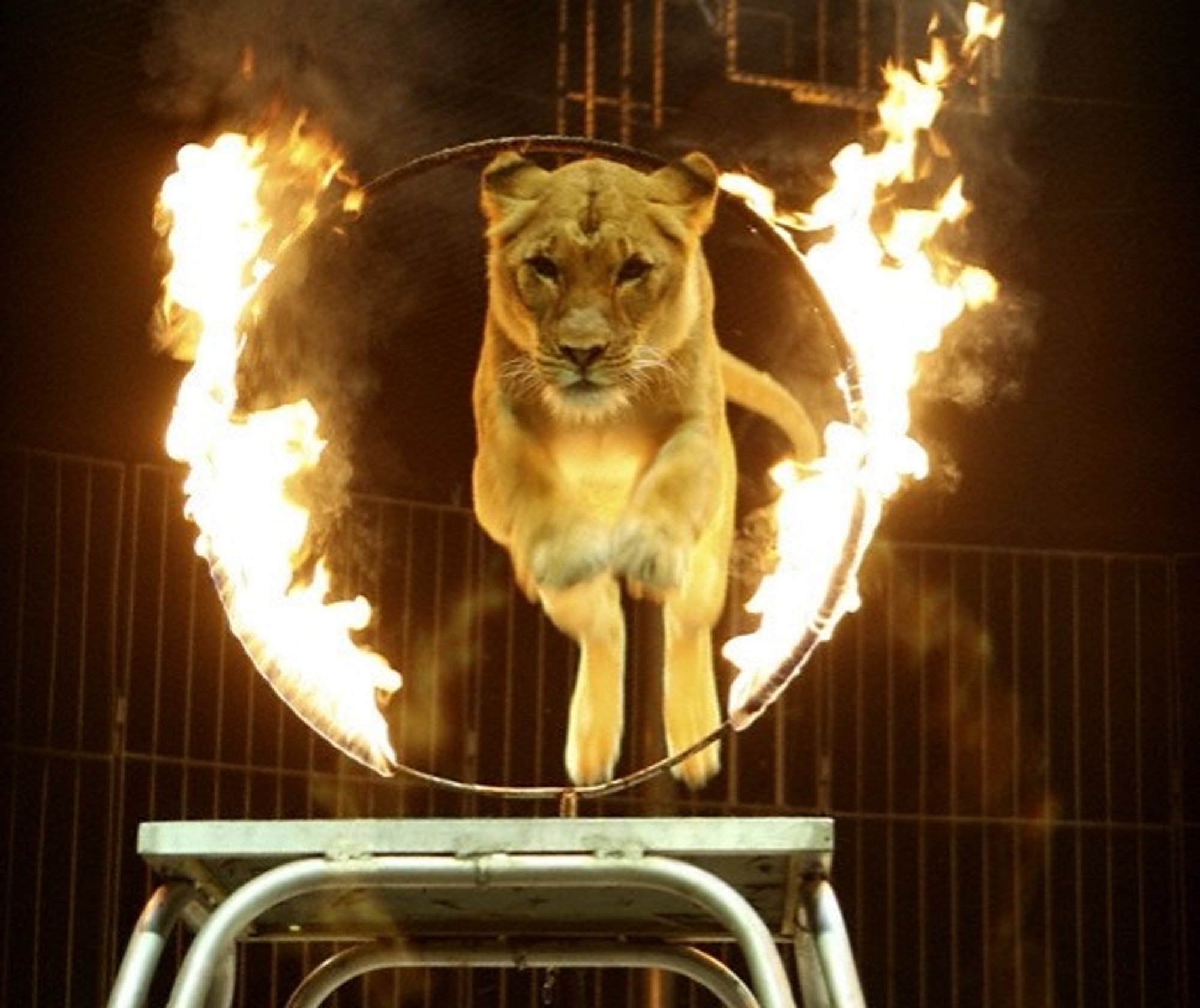 Ką manai? Ar cirke gyvūnams - ne vieta? - Delfi kartu