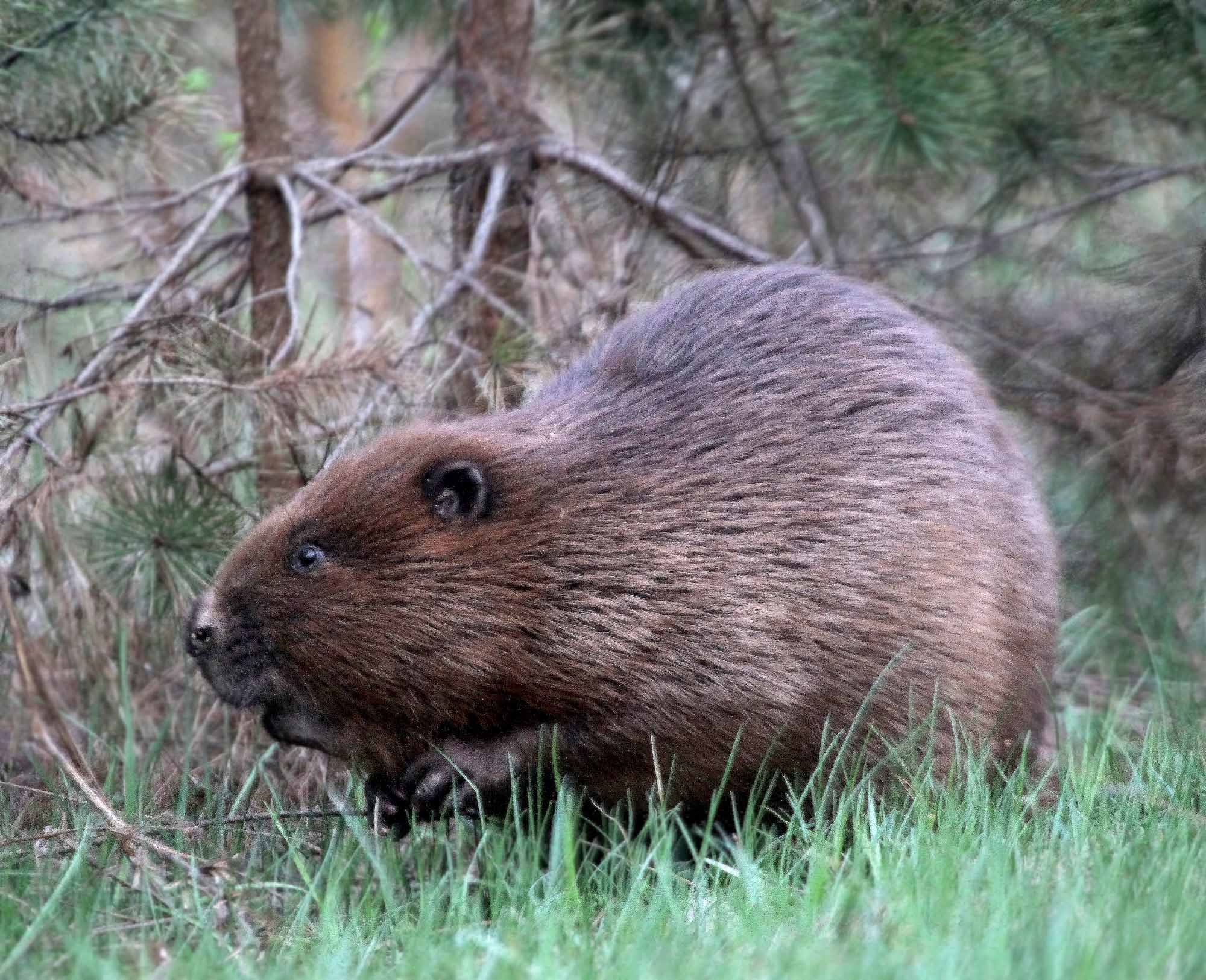 Bebrai Lietuvoje: naikinti ar pasigailėti? - Delfi grynas