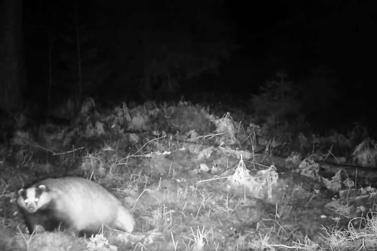 Barsukas nustebino visus: pabudo pirma laiko? - Delfi grynas