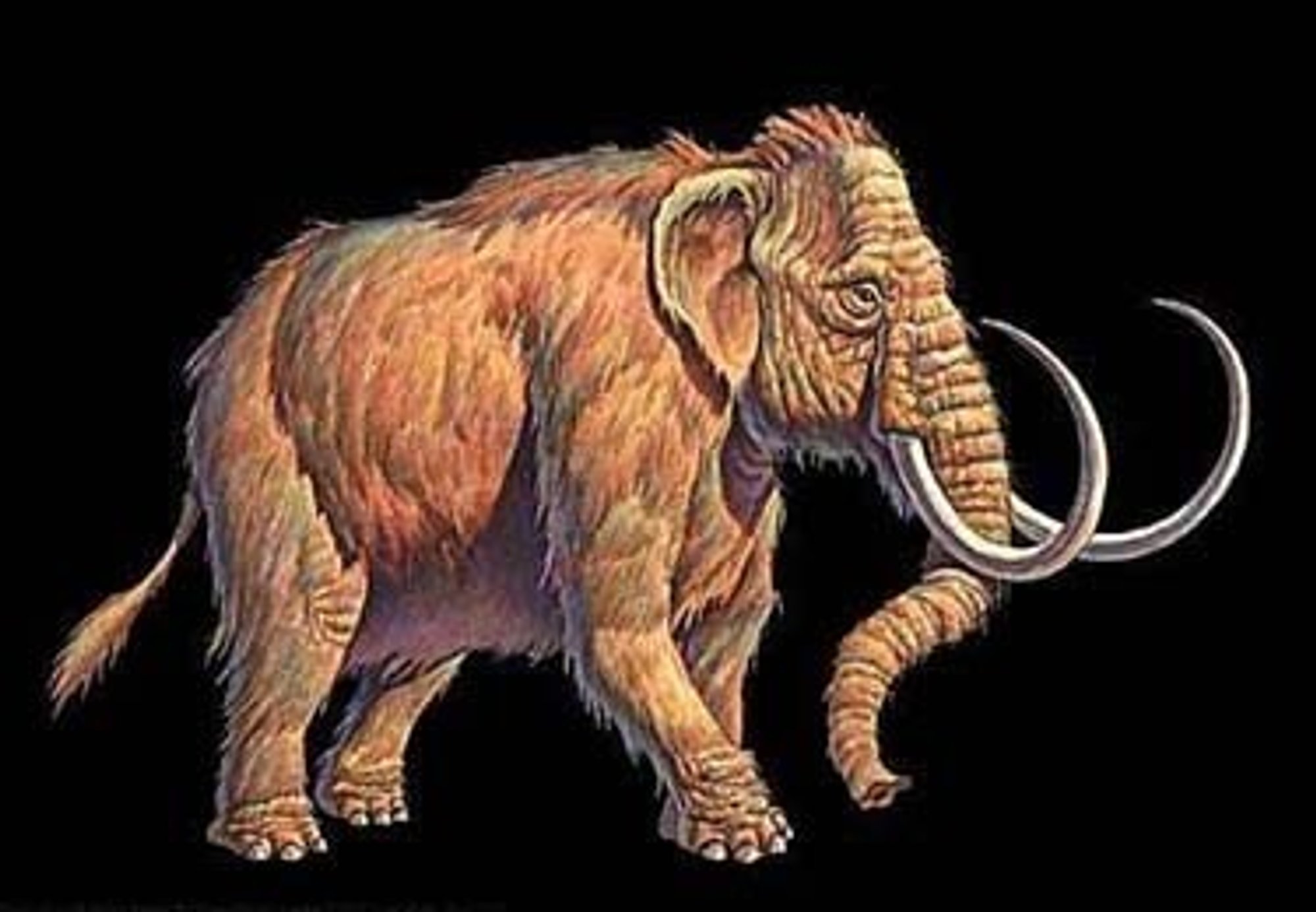 Mokslininkai: mamutai išnyko ne dėl žmonių kaltės - Delfi grynas