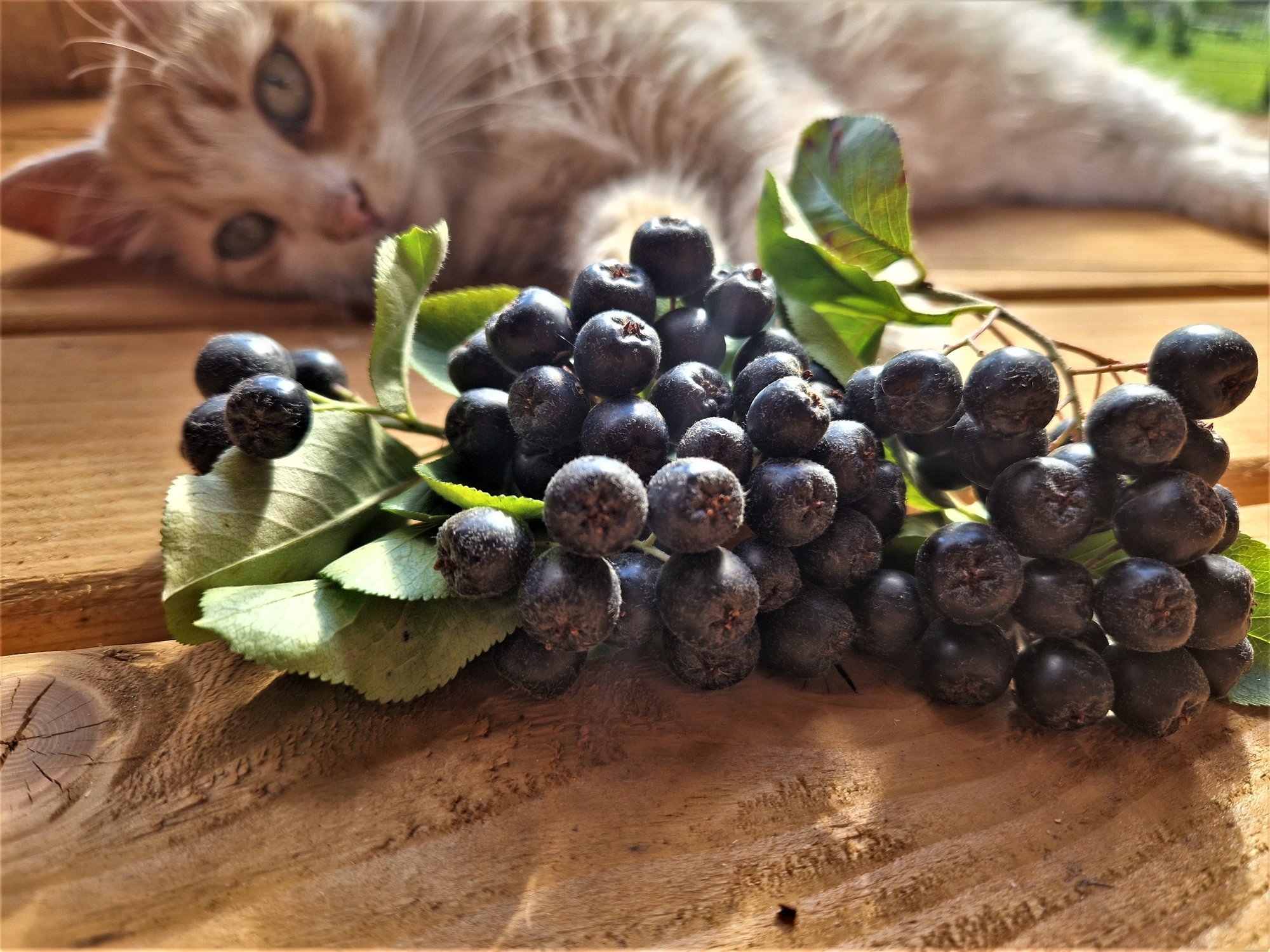 Šis augalas – tikra polifenolių galios superžvaigždė: uogos saugo nuo ...