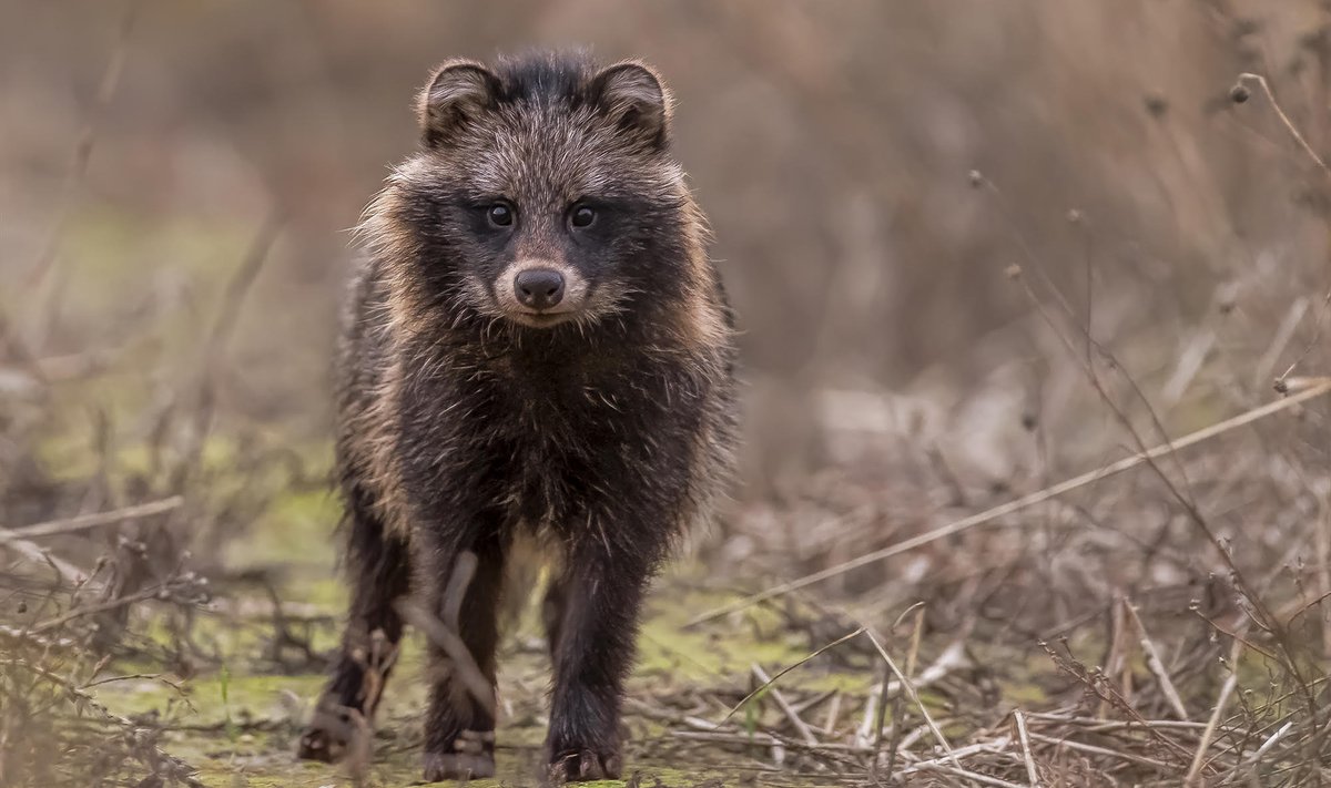 Įamžino usūrinį šunį: kilus pavojui naudoja netikėtą triuką - Delfi grynas