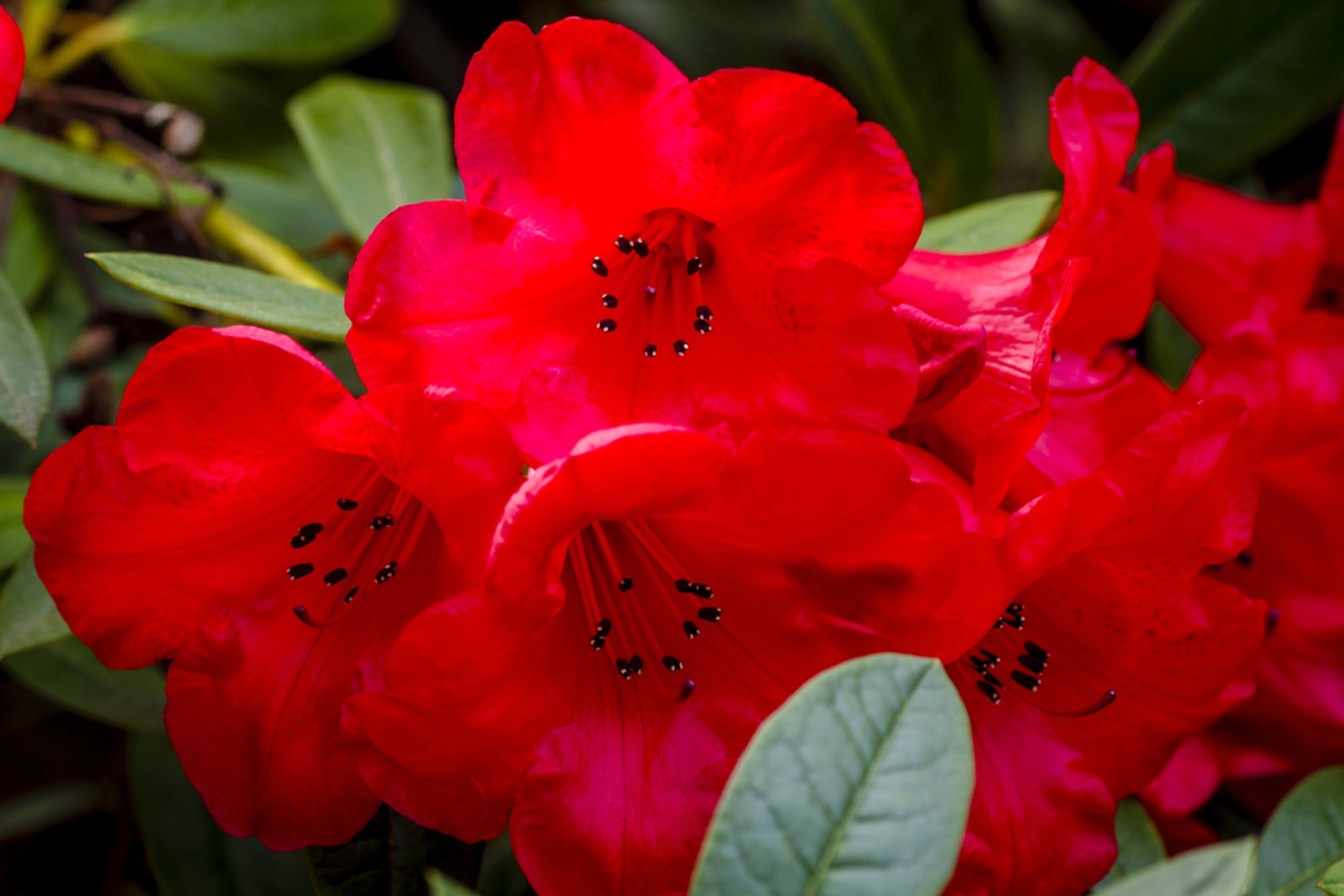 Kaip prižiūrėti rododendrus: ligos ir profilaktika - Delfi gyvenimas