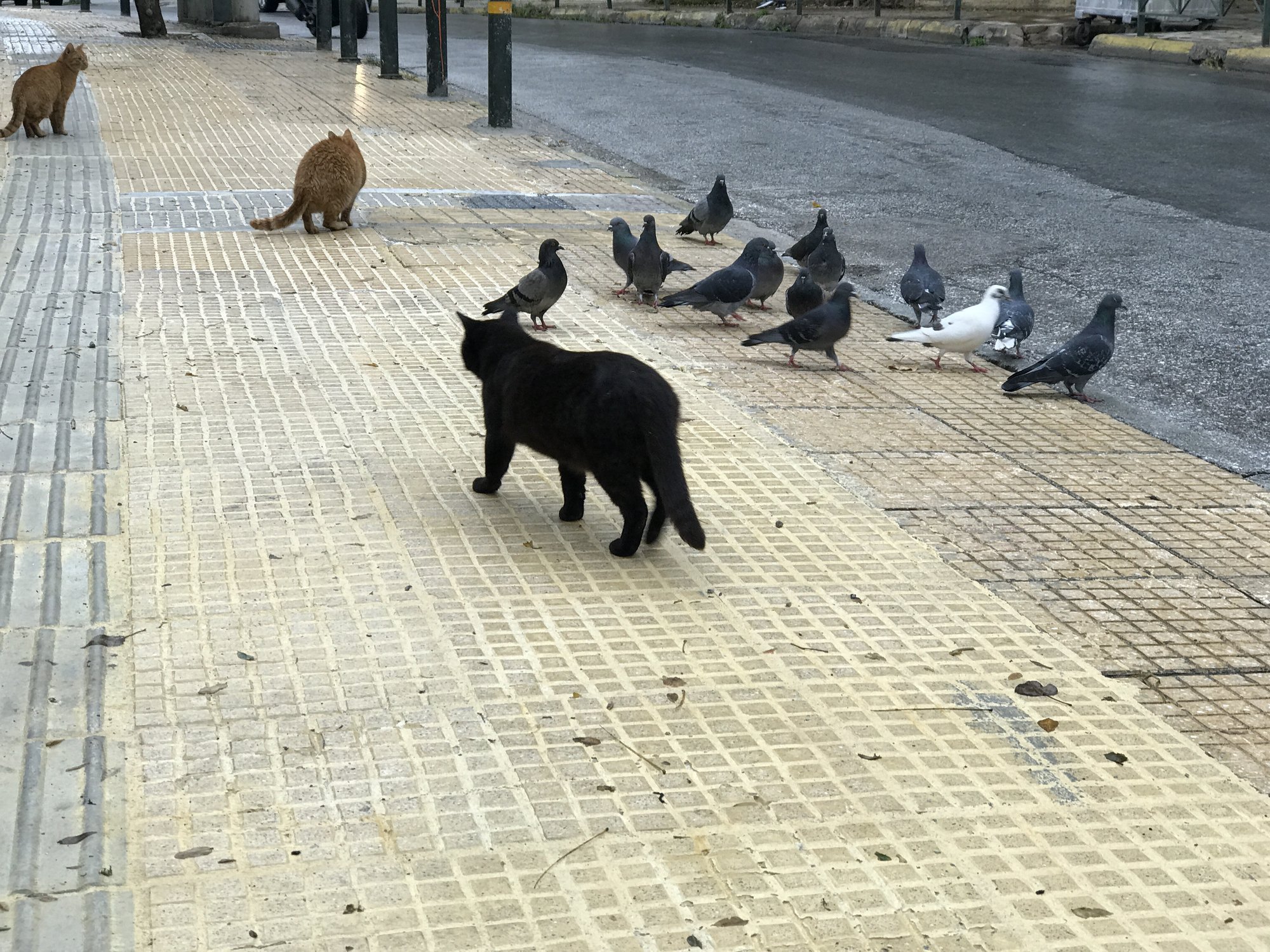 Vasarą padidėja rizika užsikrėsti toksokaroze - Delfi sveikata