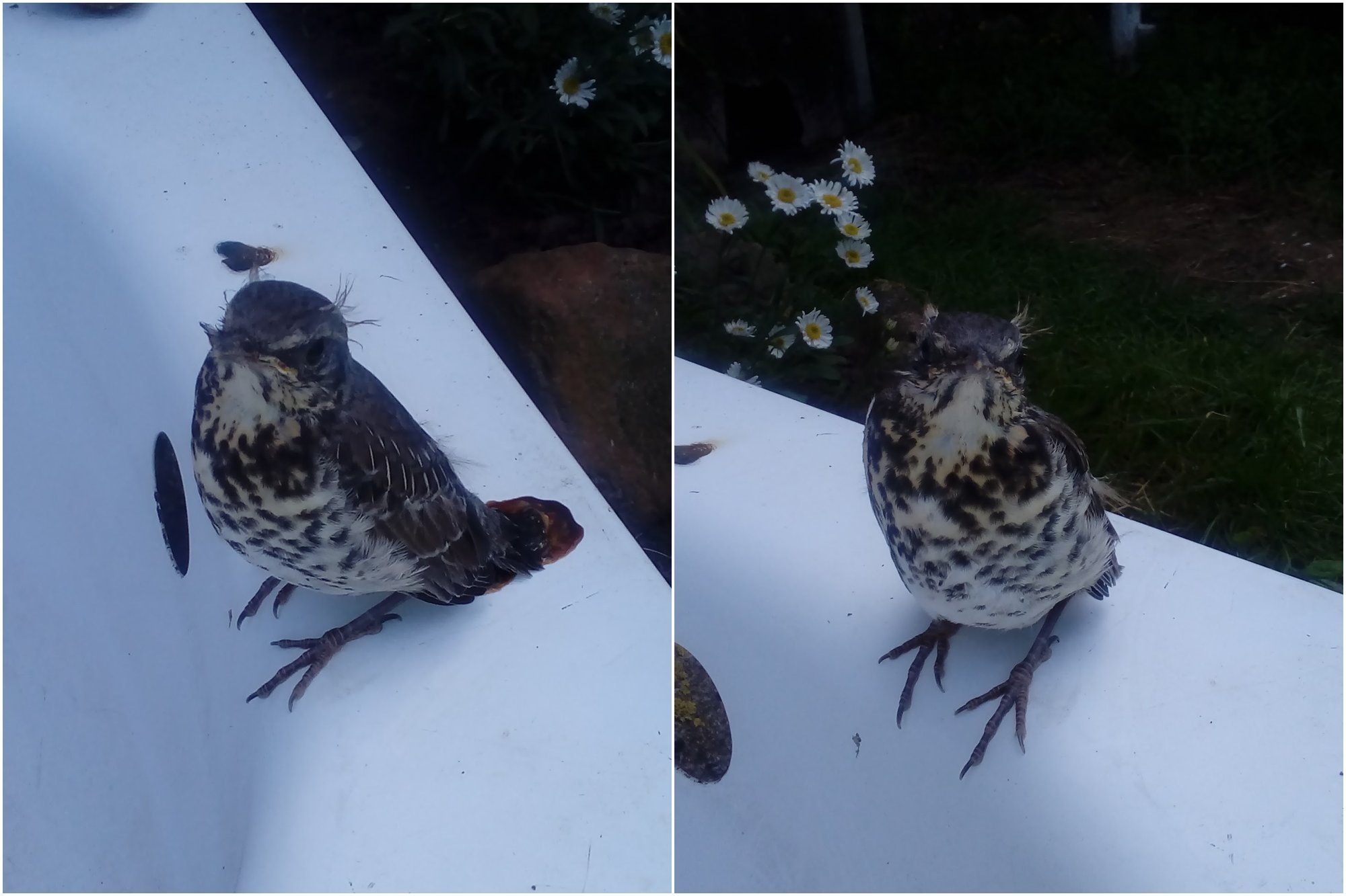 Skaitytojo klausimas: kokio paukščio šis jauniklis? - Delfi grynas