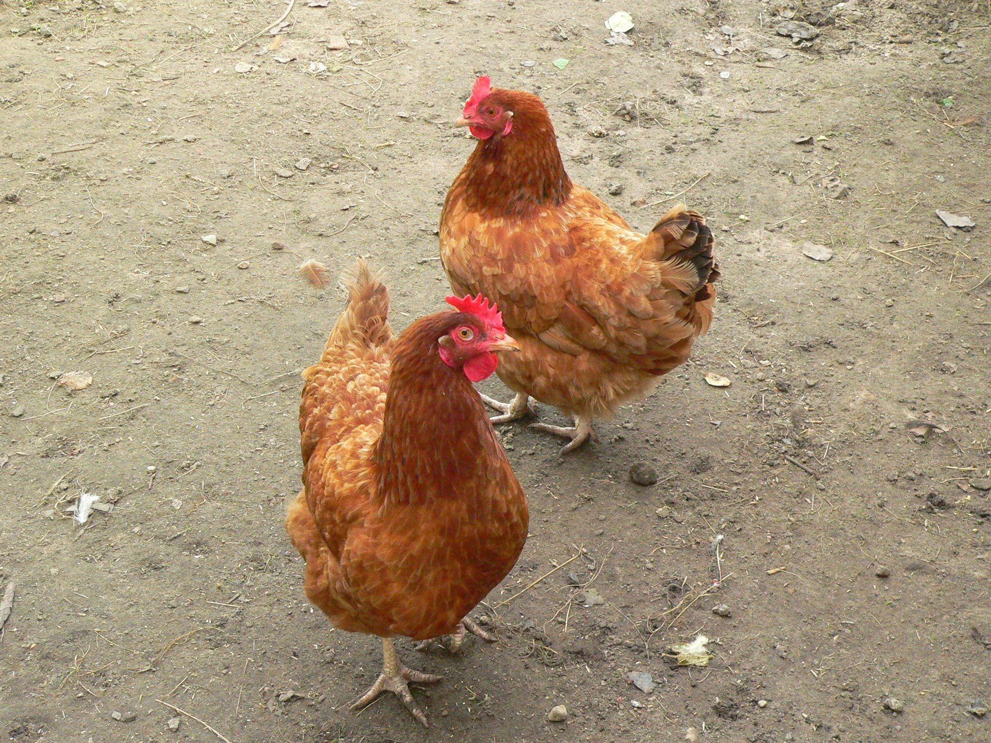 VMVT: Lietuvoje patvirtinti jau 32 paukščių gripo židiniai - Delfi agro