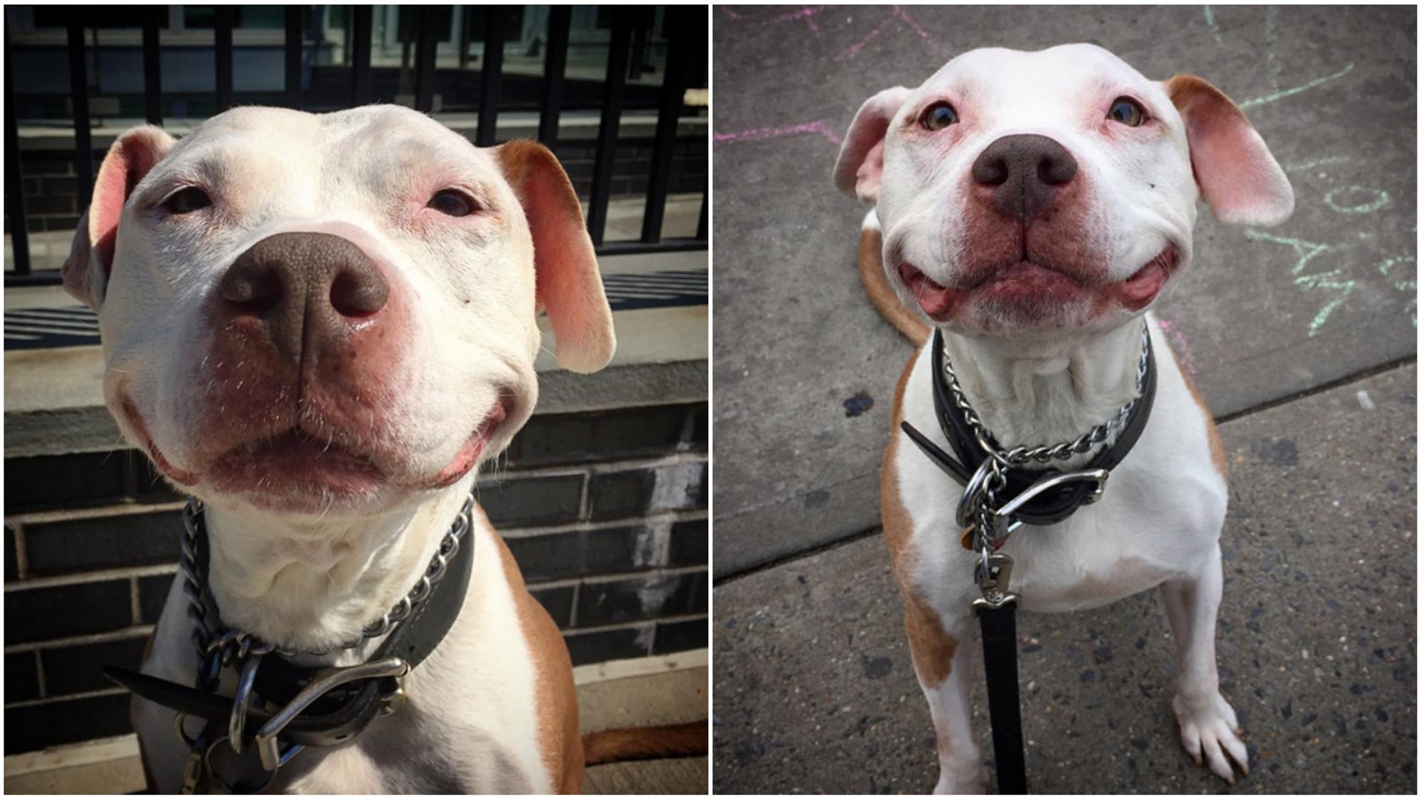 Būna ir taip: žmones stebina besišypsantis pitbulis - Letena.lt