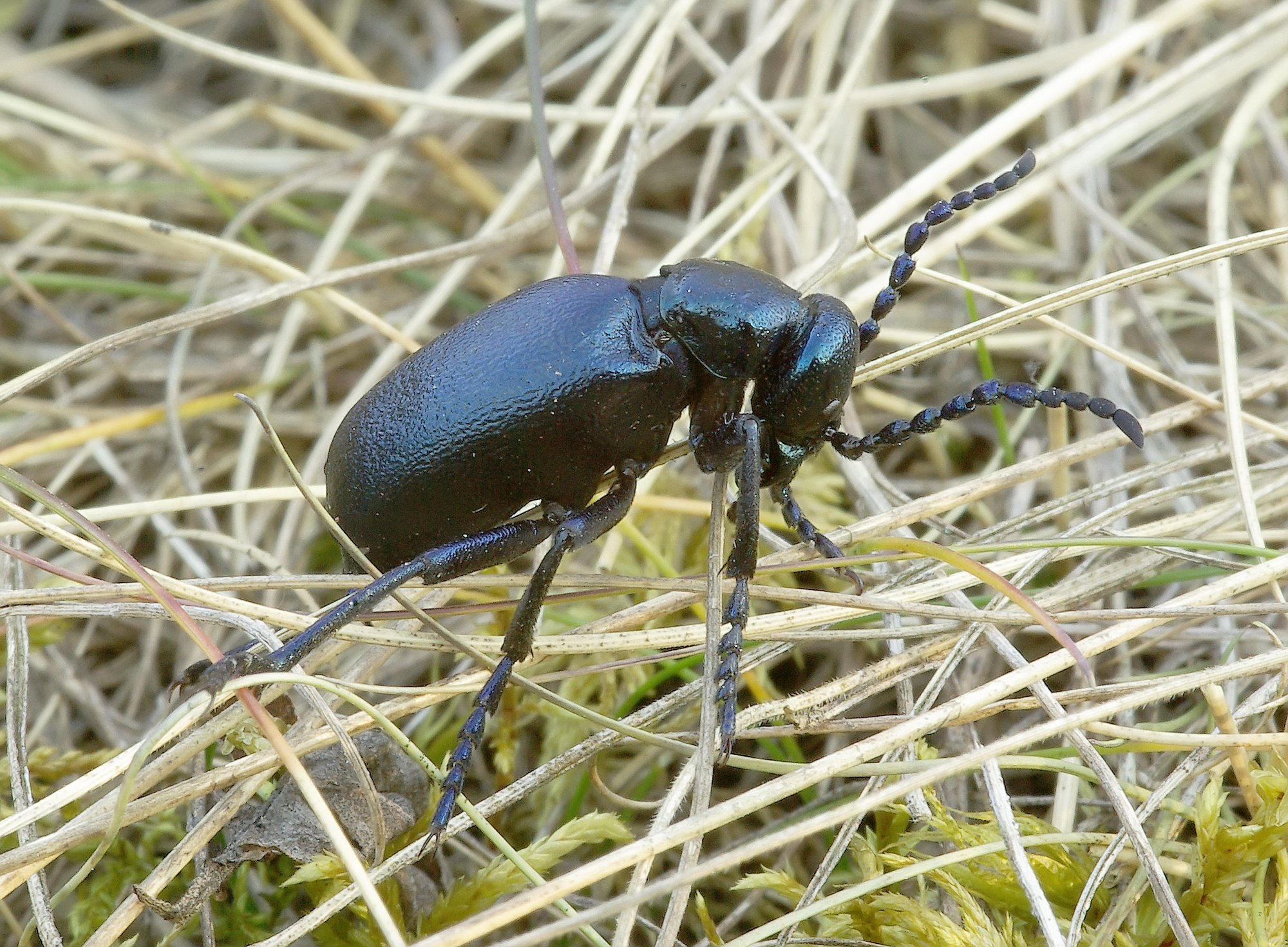 Pavojingiausi Lietuvos vabzdžiai - Delfi grynas
