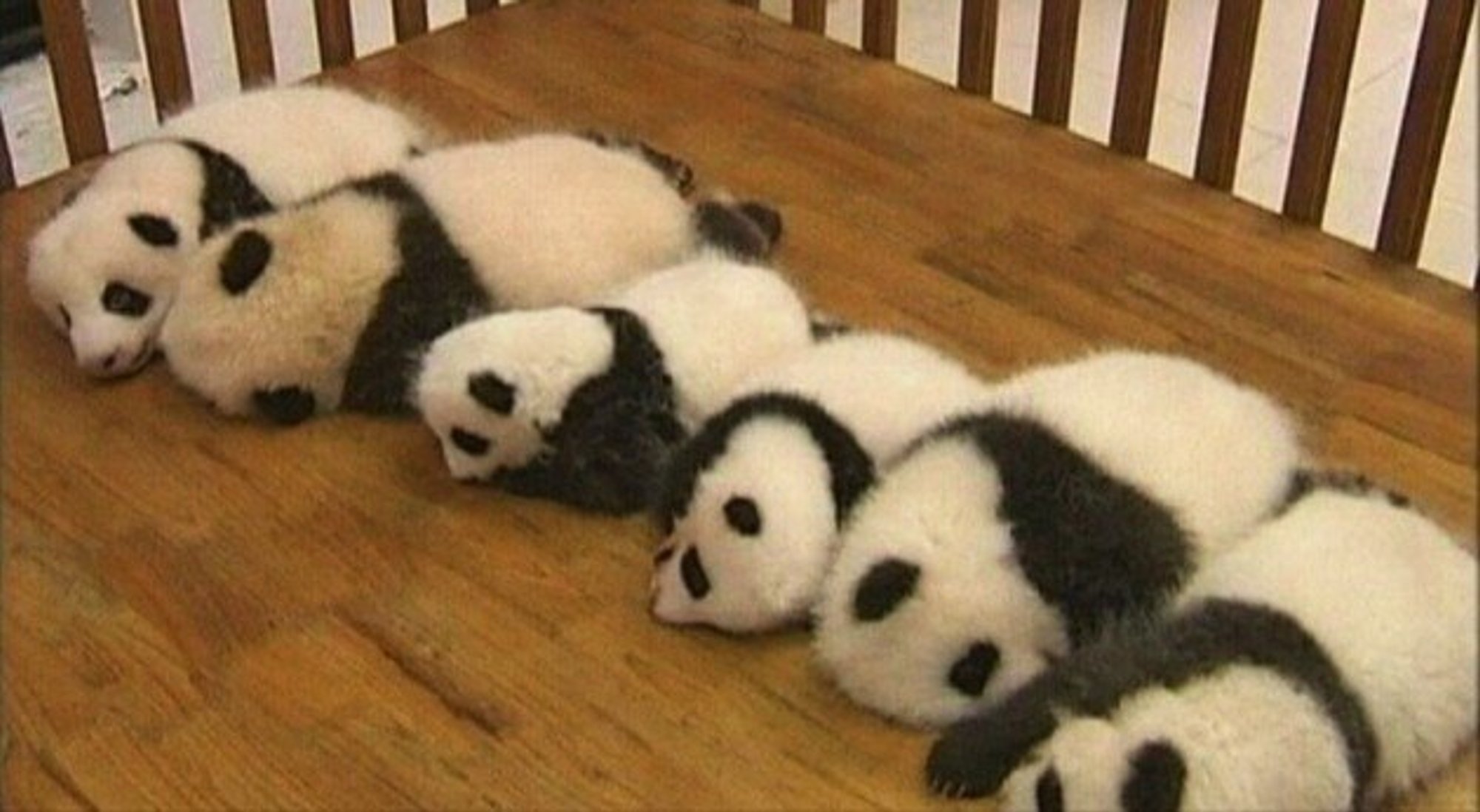 Kinijoje visuomenei pristatyti 14 pandų jauniklių - Delfi TV