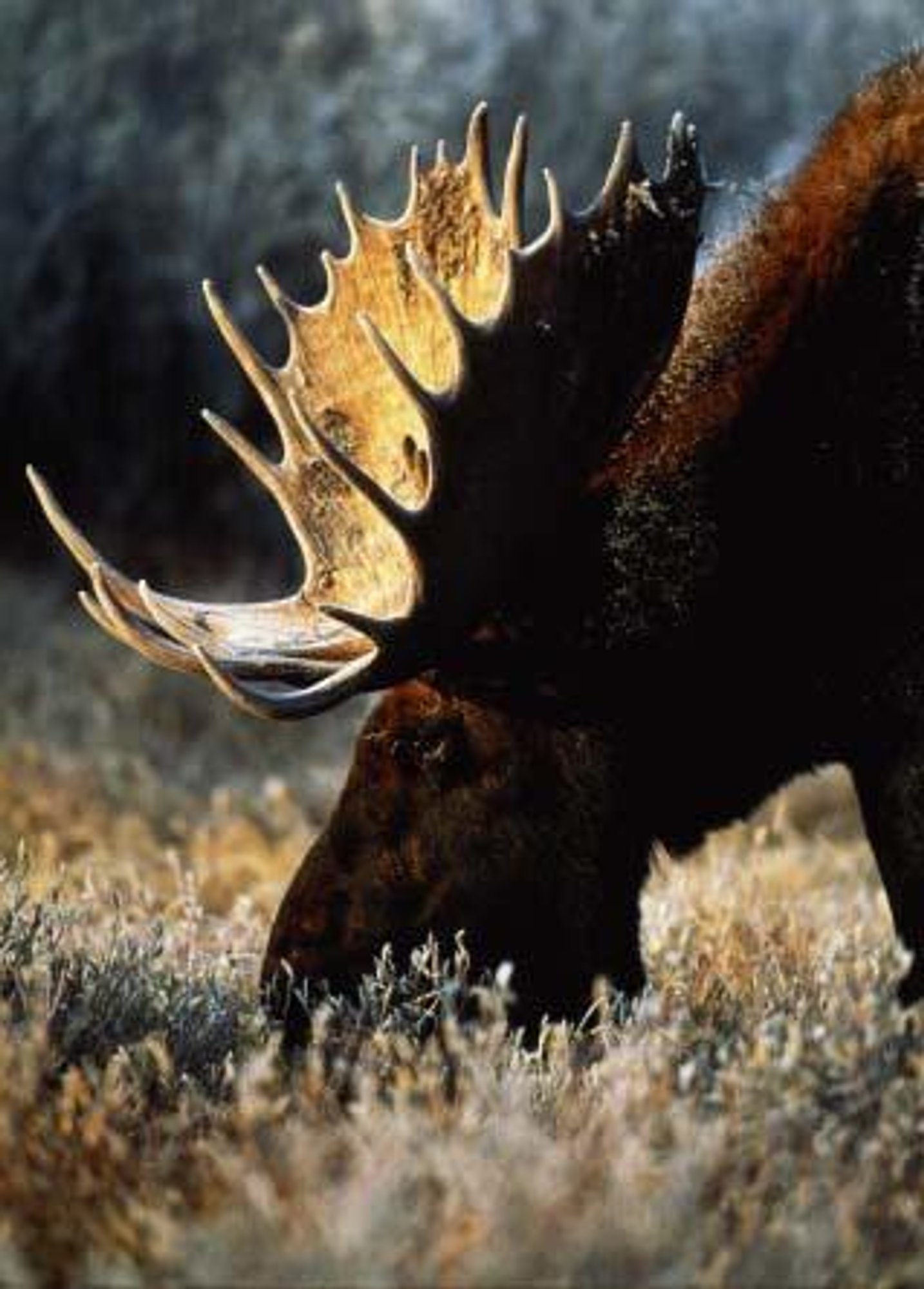 Briedžio ragai veikia kaip stiprintuvas - Delfi mokslas