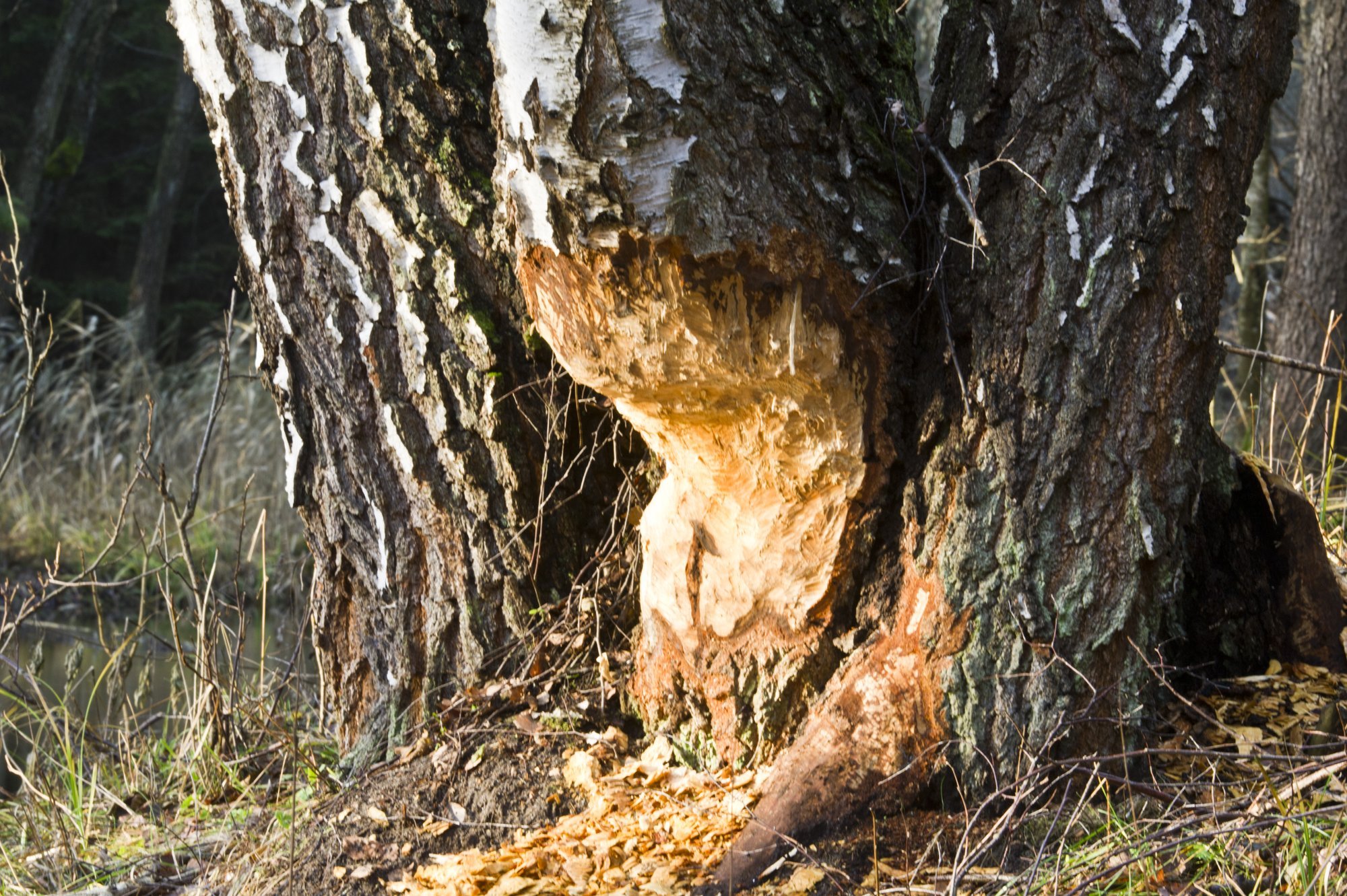 Bebrai džiaugiasi neskubančia žiema - Delfi grynas