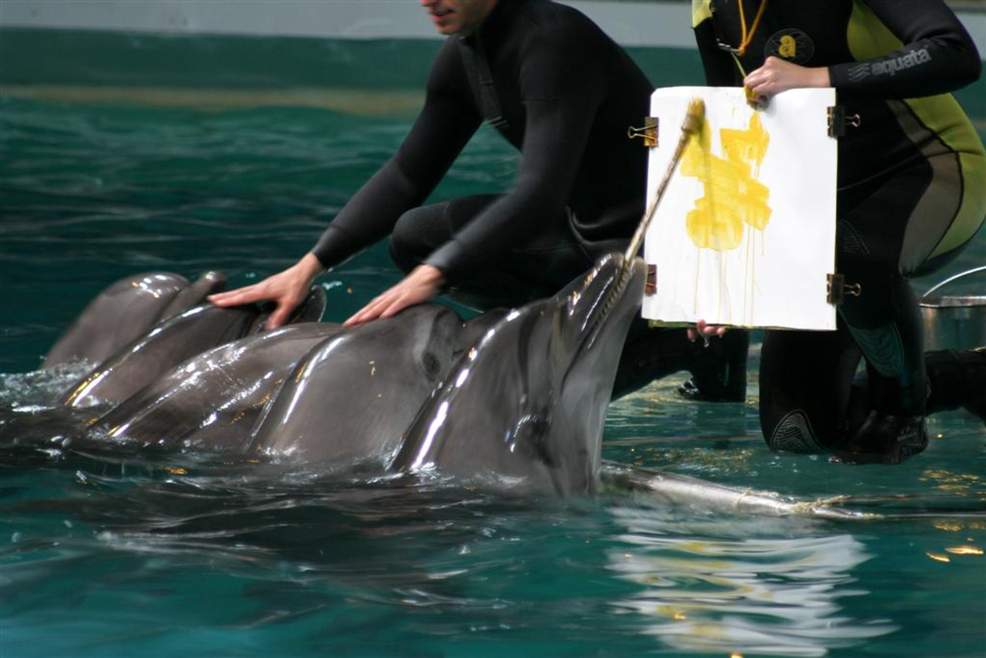 Seimūnai dėl delfinų neapsisprendė - Delfi grynas