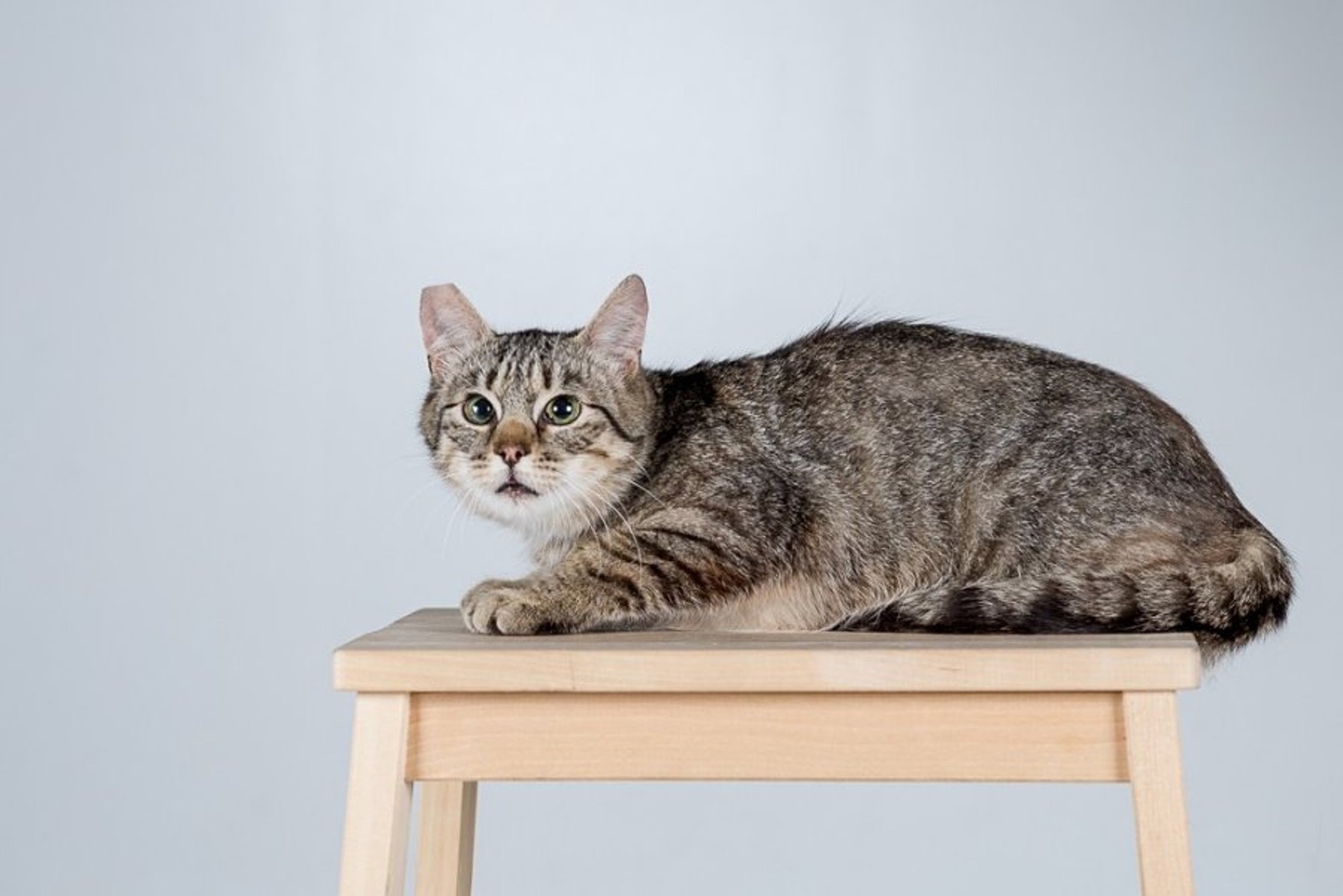 Multikas – šypsenos jungtukas: ieškome namų! - Delfi kartu