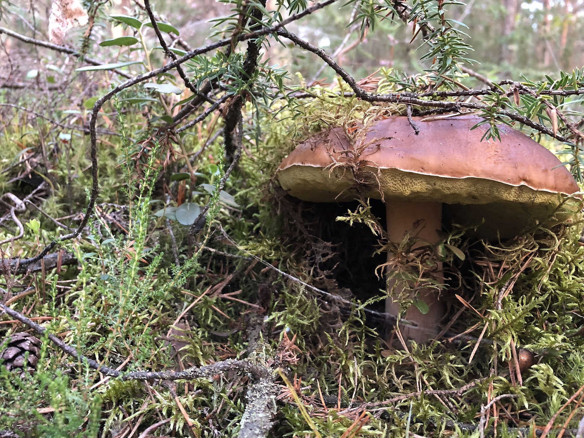 Pasipylė baravykai, supirktuvės virto parduotuvėmis – kiek šiemet ...
