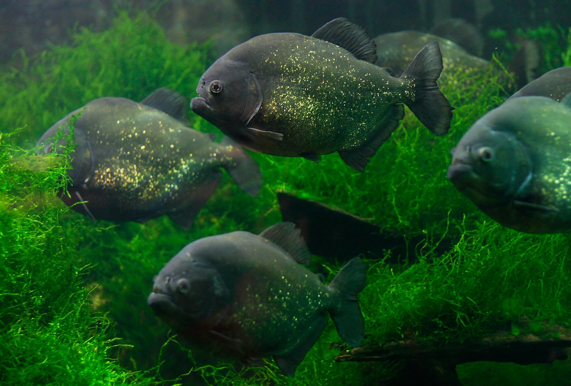 Piranijos – lojančios ir kvarkiančios žuvys - Delfi grynas