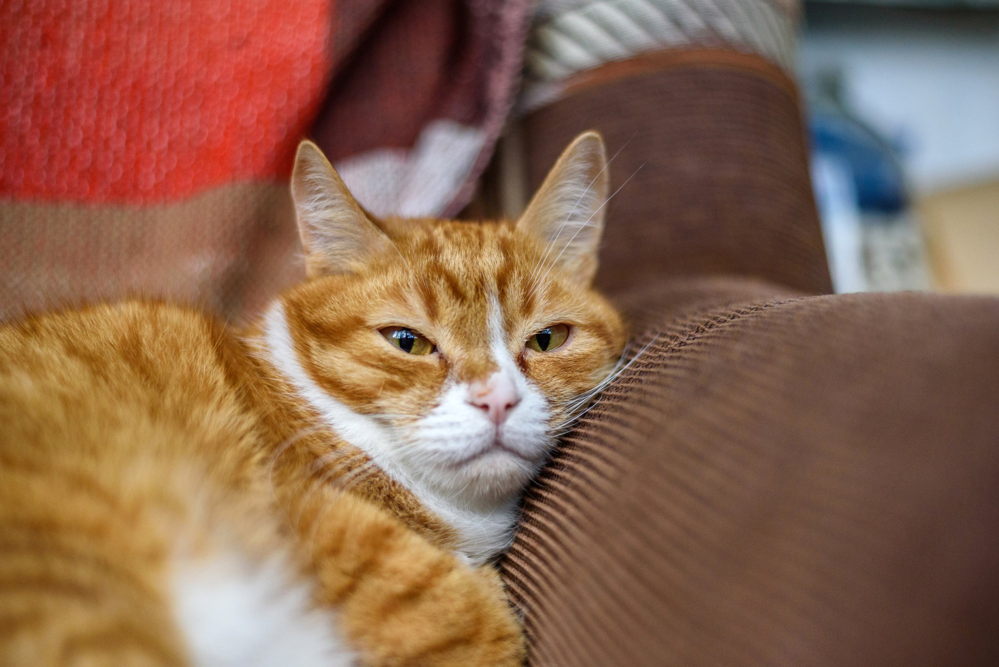 Mokslininkai rado būdą, kaip žmonėms susikalbėti su katėmis: užteks ...