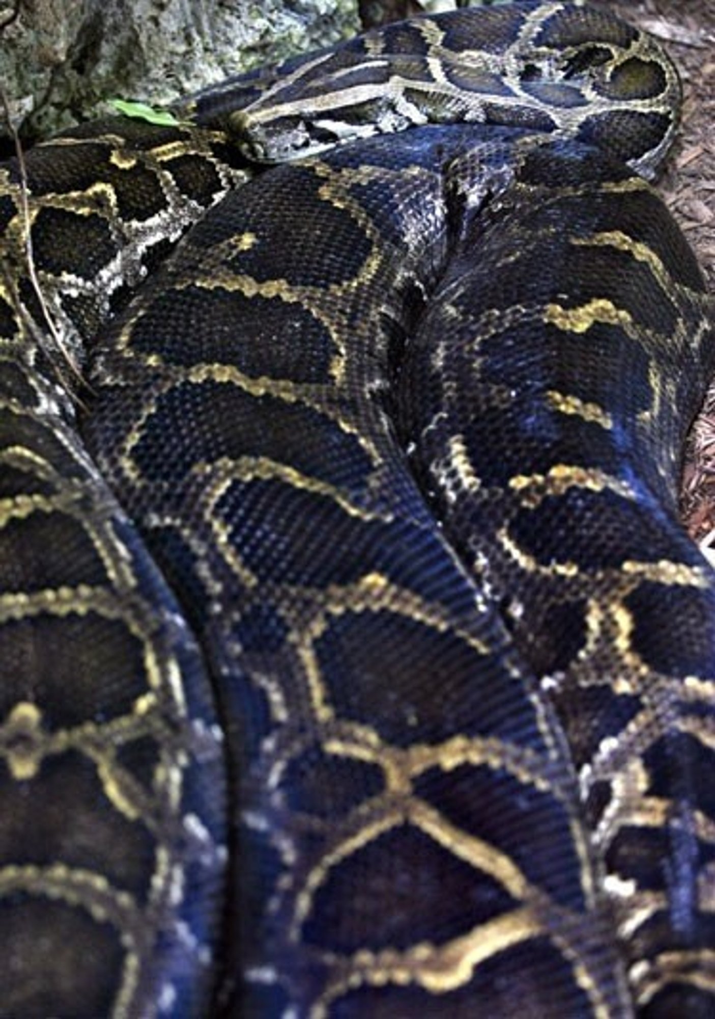 Pasprukęs namuose laikytas pitonas pasmaugė 2 metų mergaitę - Delfi