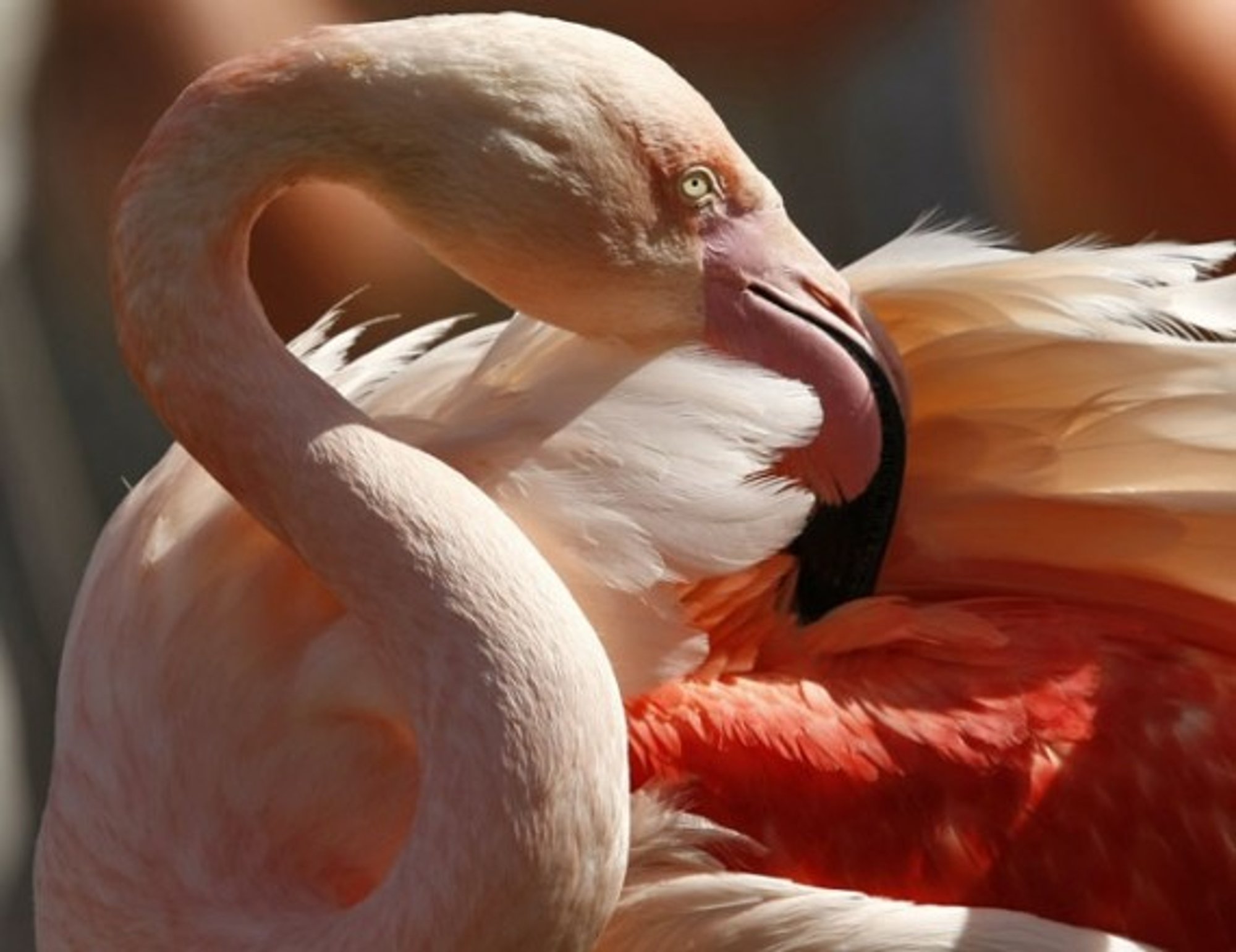 Mažyliai flamingai „bijo rožinės spalvos“ - Delfi grynas