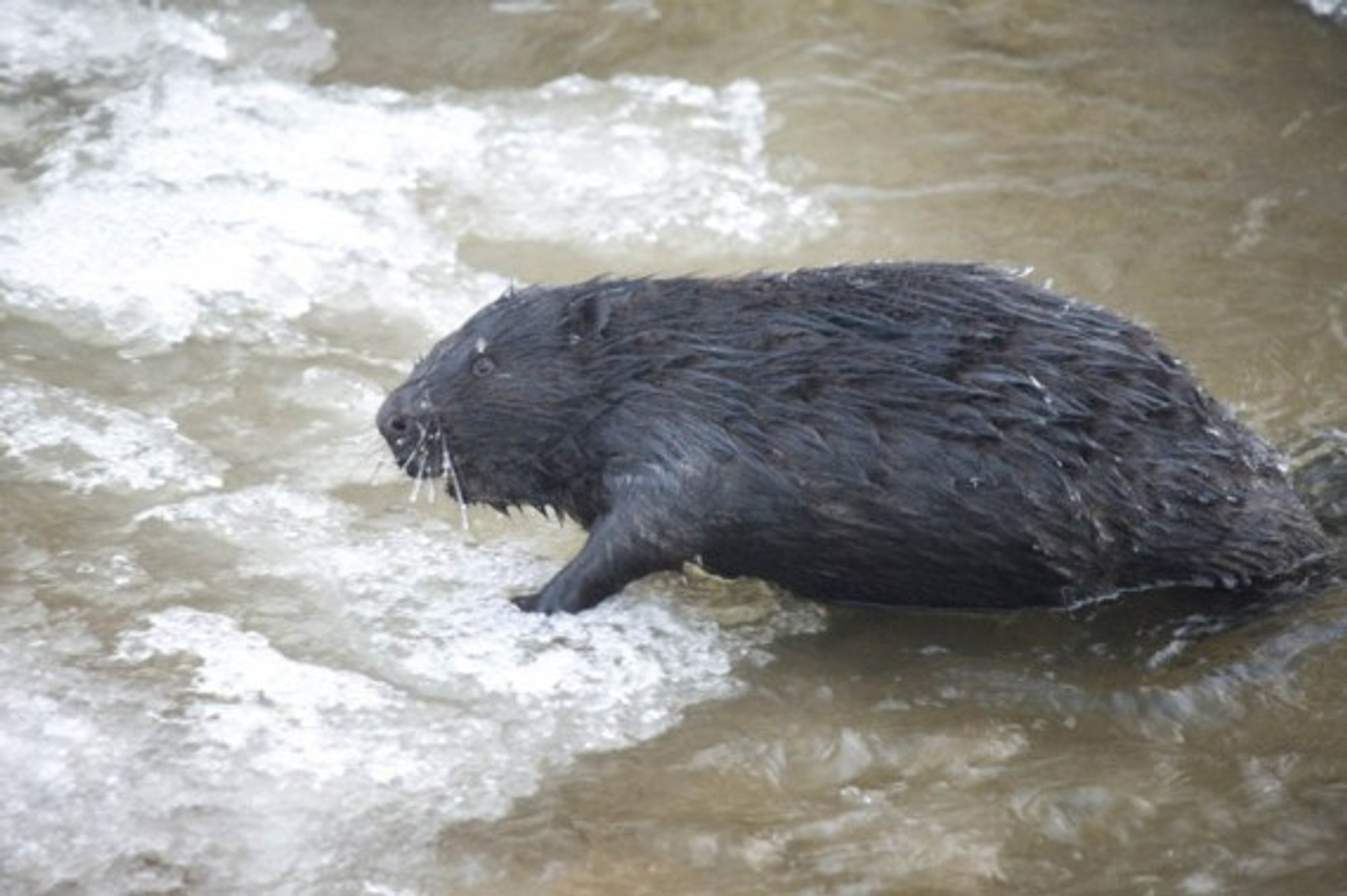Bebrai ir žmonės: konfliktas ar taikus sambūvis? - Delfi grynas
