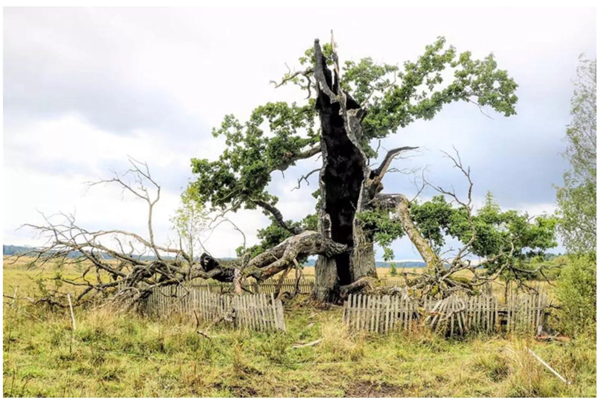 Įdomiausios Lietuvos ąžuolų legendos: šis 600 metų amžiaus medis ...