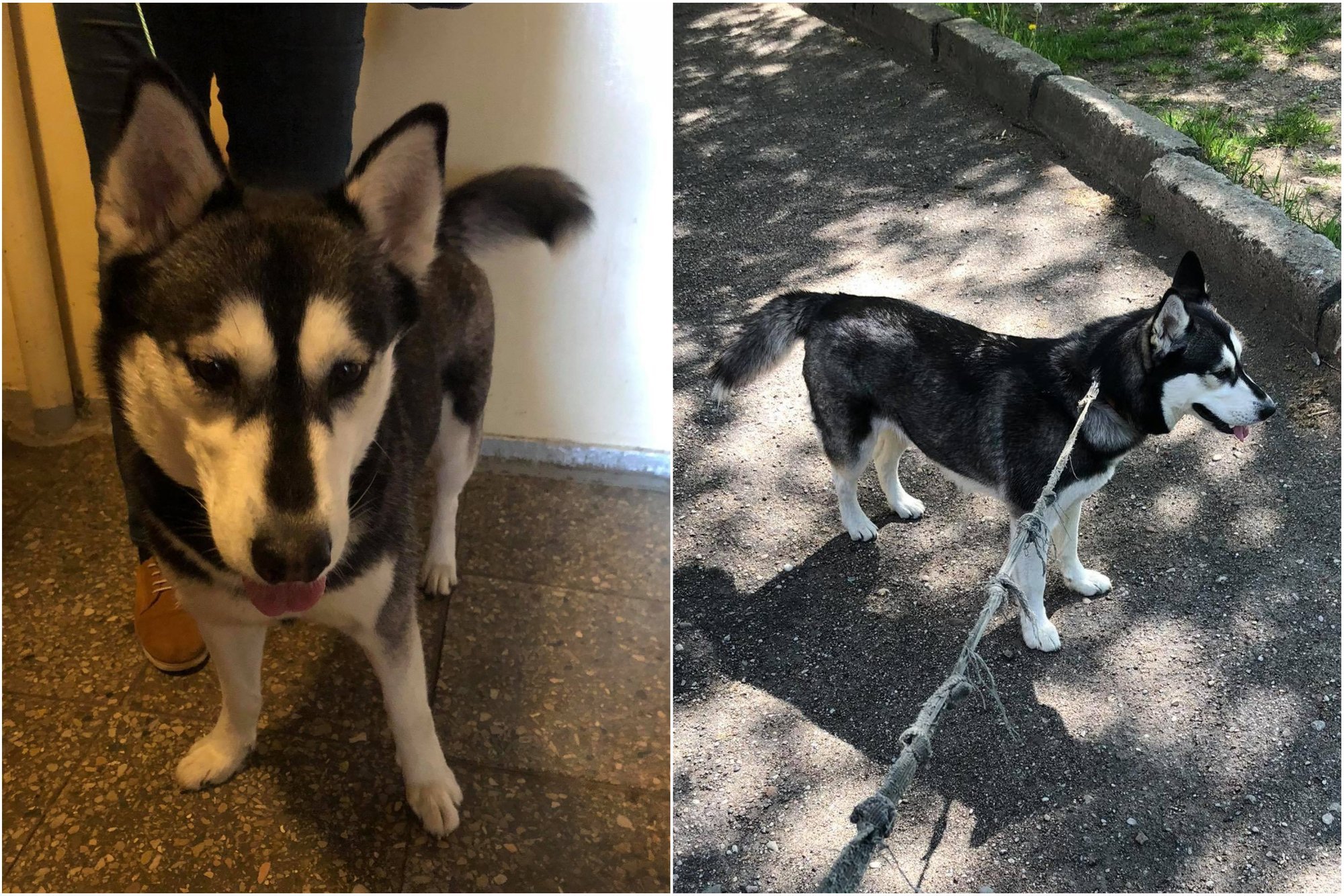 Nuolat bepriežiūris lakstantis Sibiro haskis grąžintas jo ...